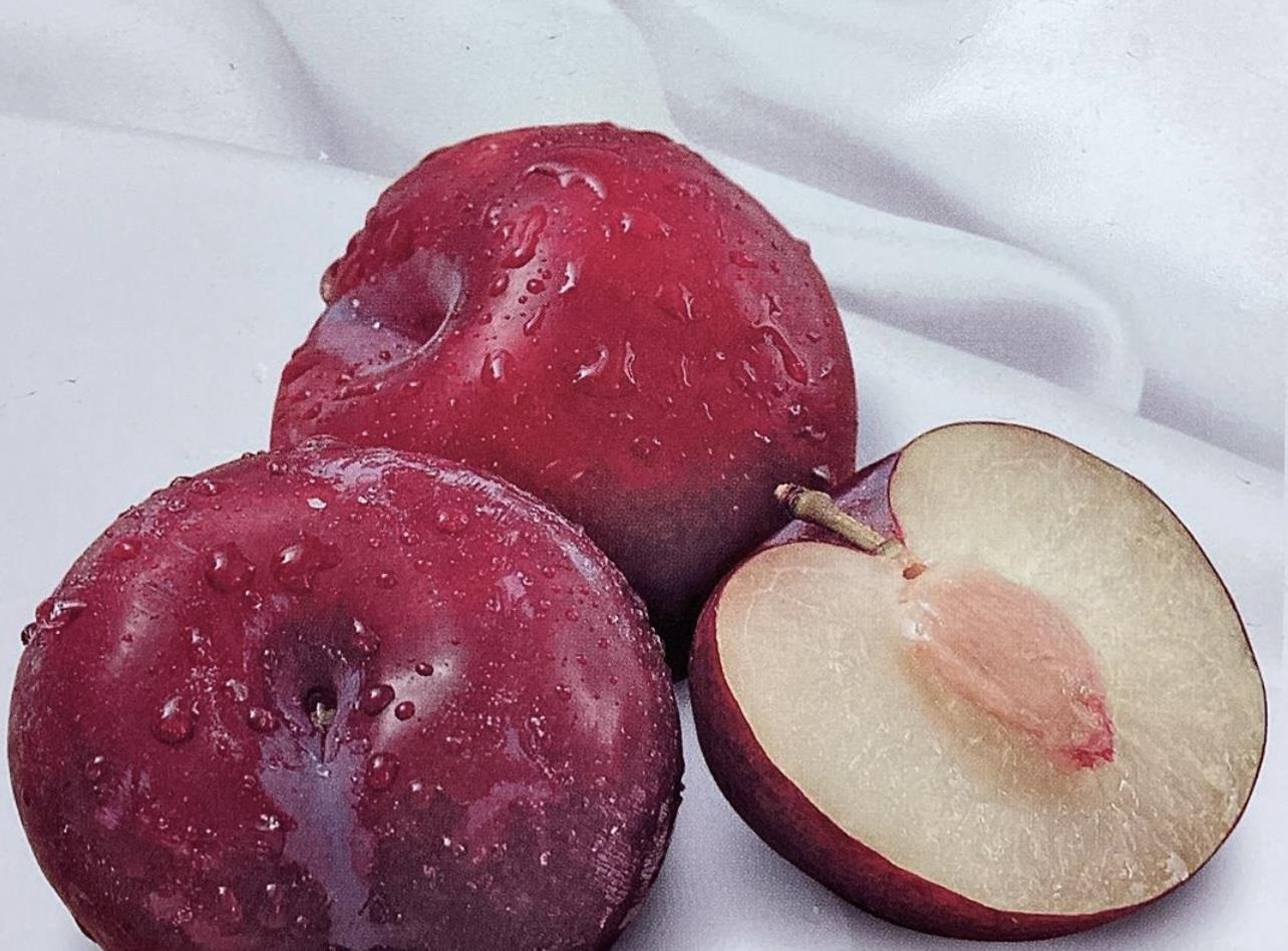 Plum tree Japanese - Santa Rosa | Prunus domestica - 100-120cm - 10lt ...