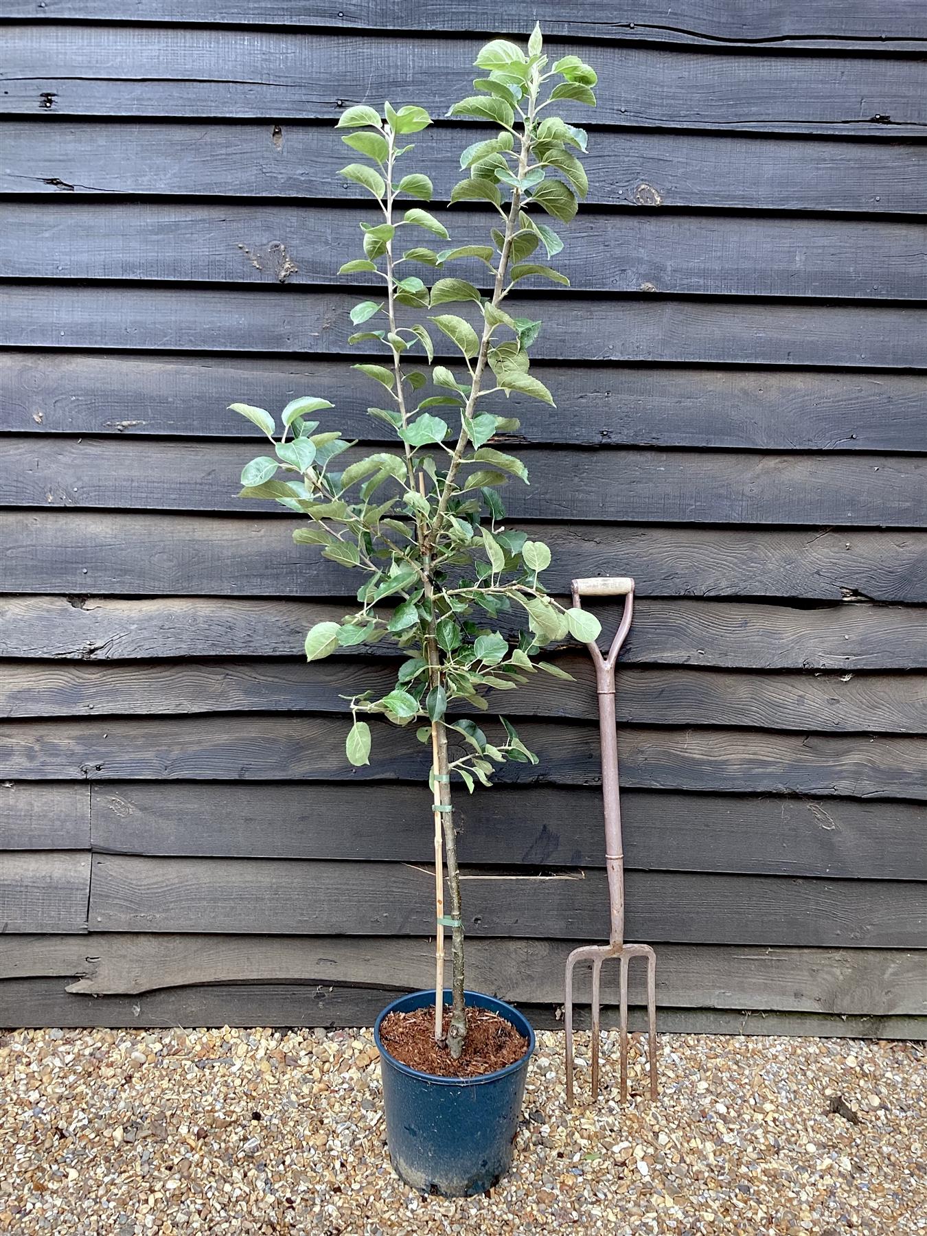 Apple tree 'Bramley's Seedling' | Malus domestica - MM106 - Semi-Dwarf ...