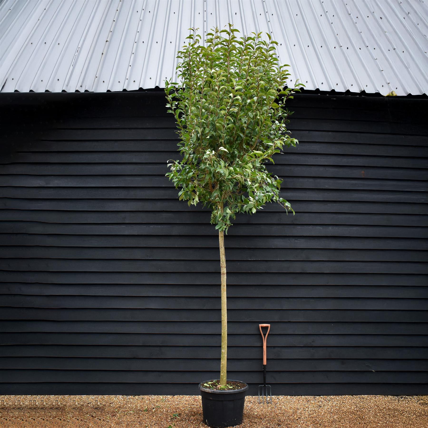 Ligustrum japonicum Standard | Japanese Privet Tree - Clear Stem 180cm ...