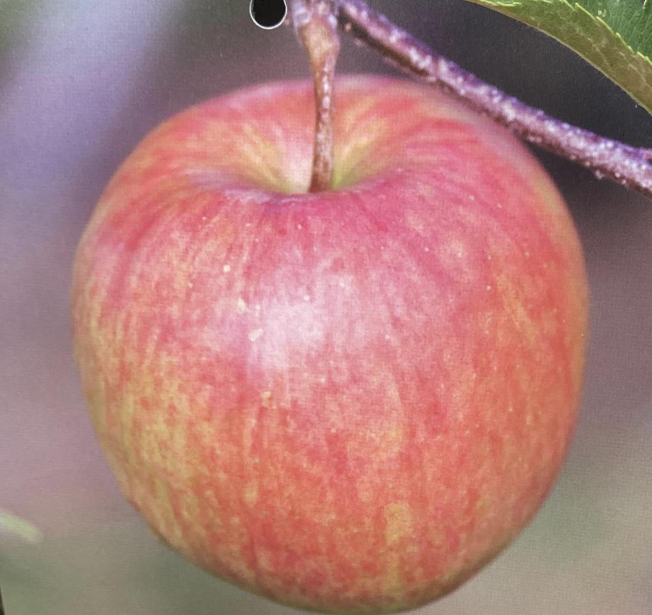 Apple tree 'Red Falstaff' | Malus domestica - M27 - Ultra-Dwarfing - 1 ...