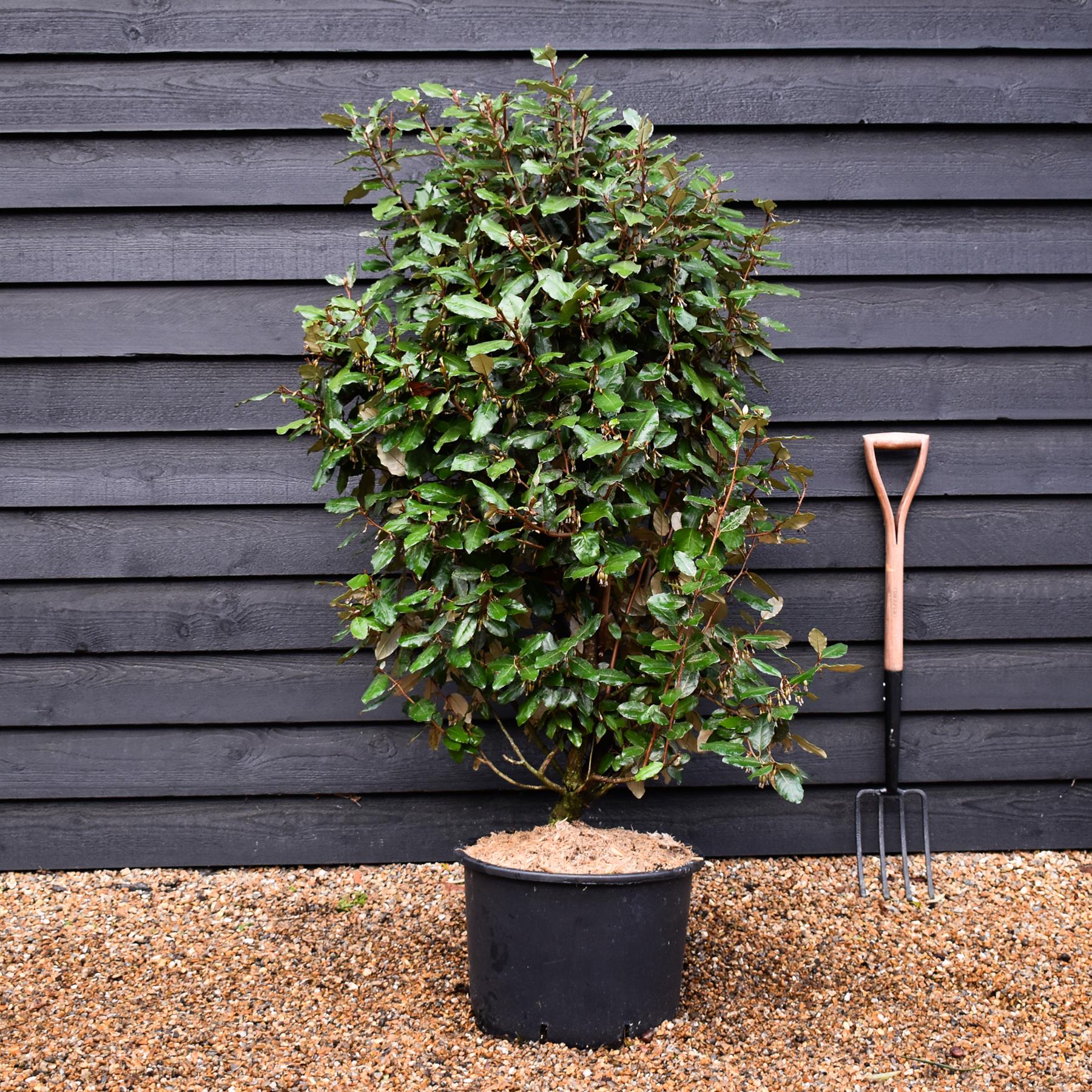 Elaeagnus ebbingei Compacta - Shrub - Height 120-140cm - 30lt – Arundel ...