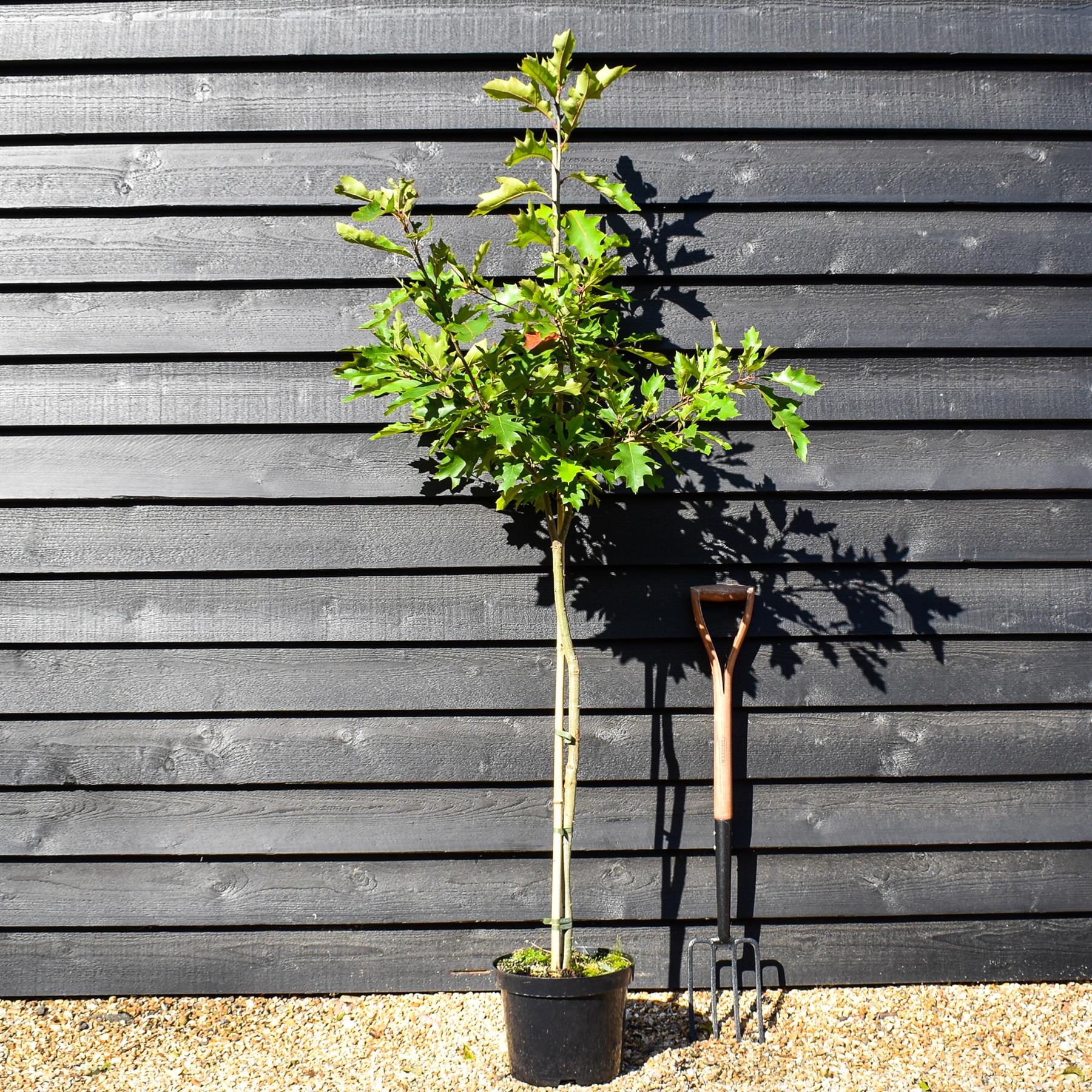 Shumard oak | Quercus shumardii - Height 160-180cm - Pot Grown - 10lt ...