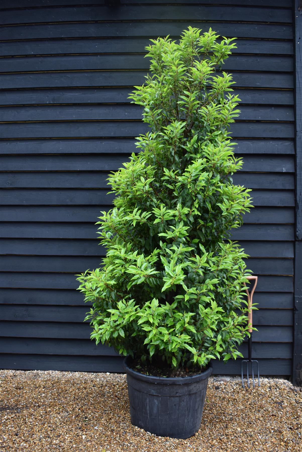 Prunus lusitanica 'Angustifolia' - 200-250cm - 110lt – Arundel Arboretum