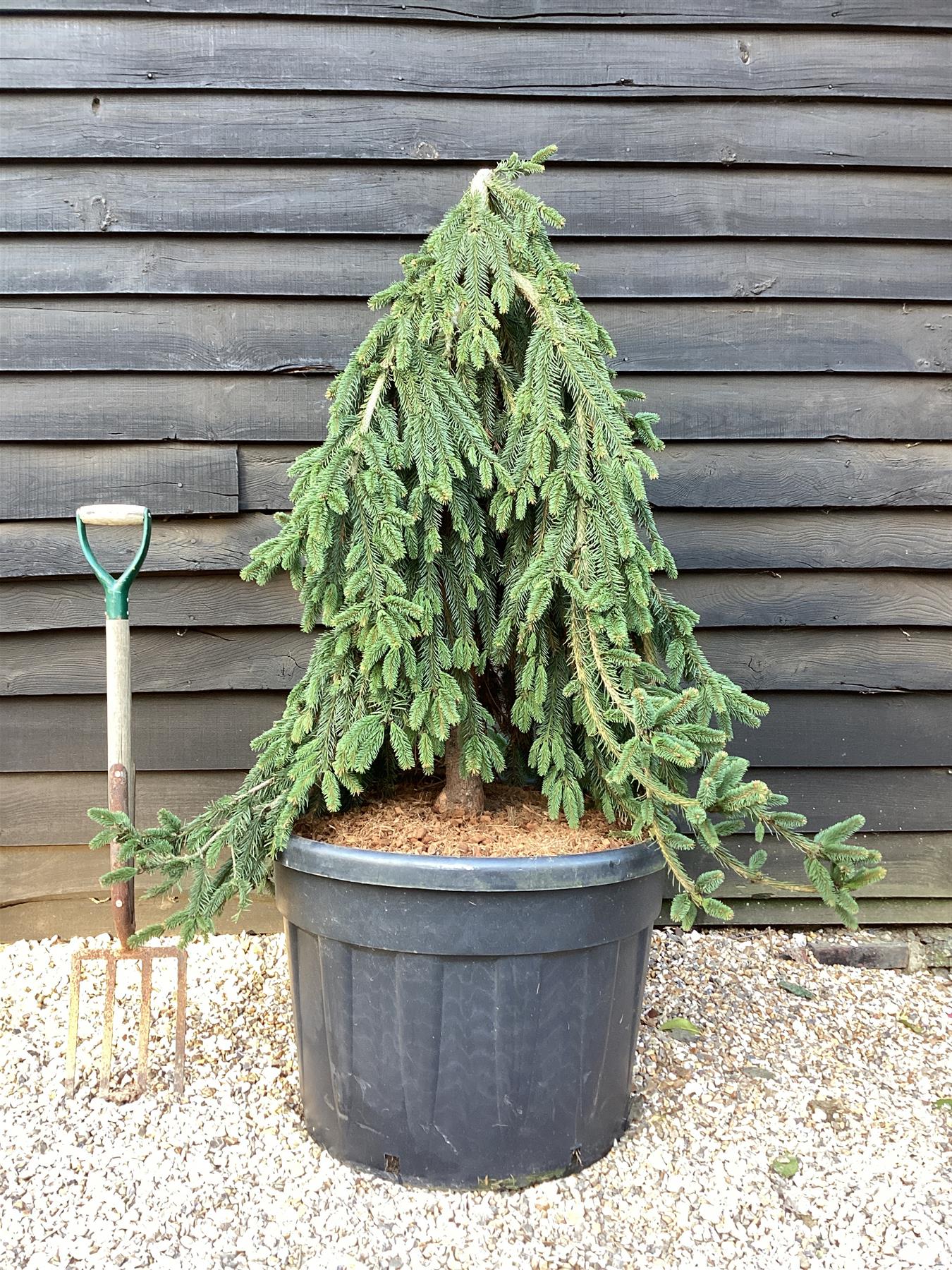 Picea abies 'Inversa' | Norway spruce 'Inversa' - Height 130cm - 130lt ...