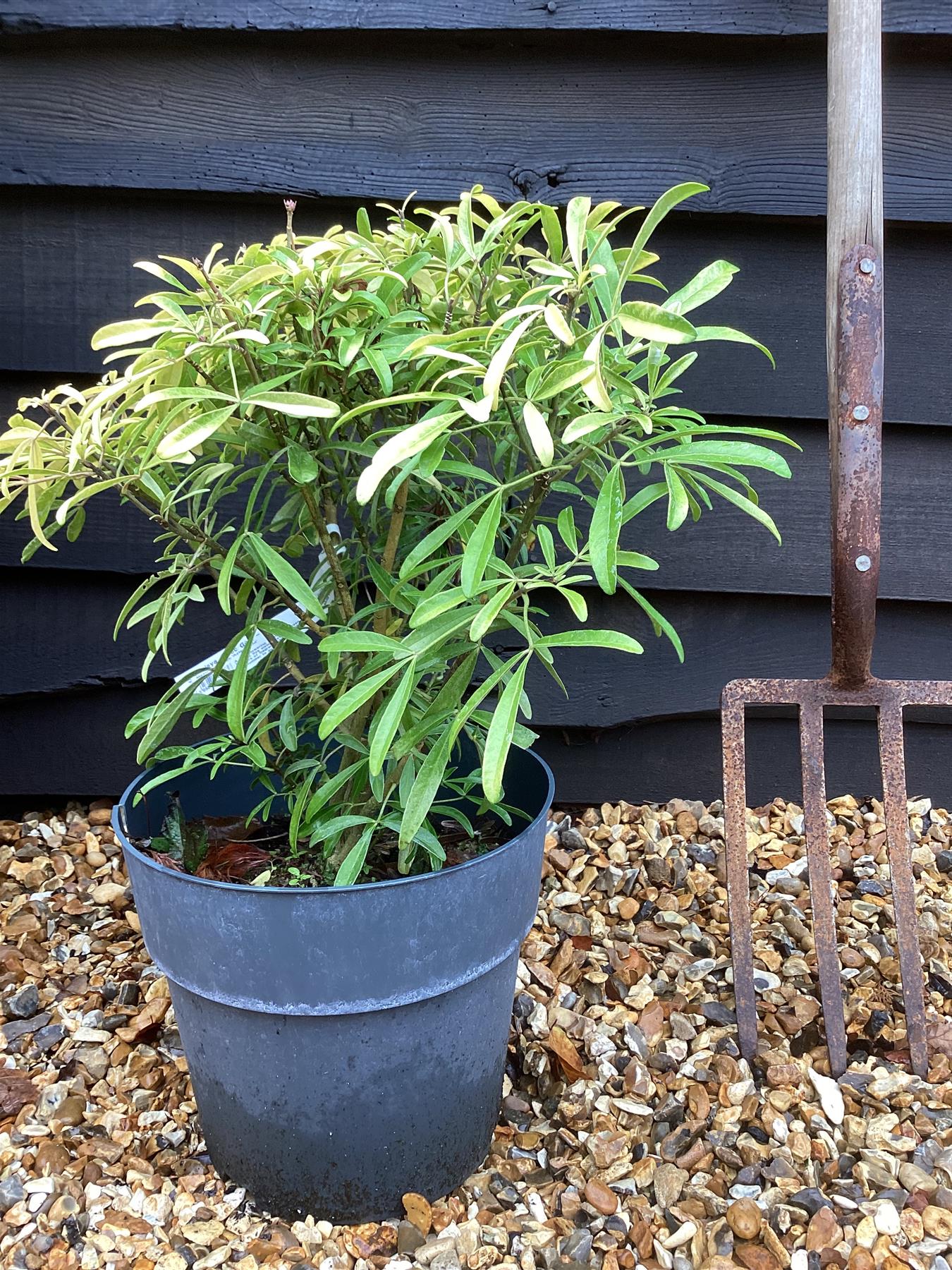 Choisya Aztec Gold - 40-60cm, 5lt – Arundel Arboretum