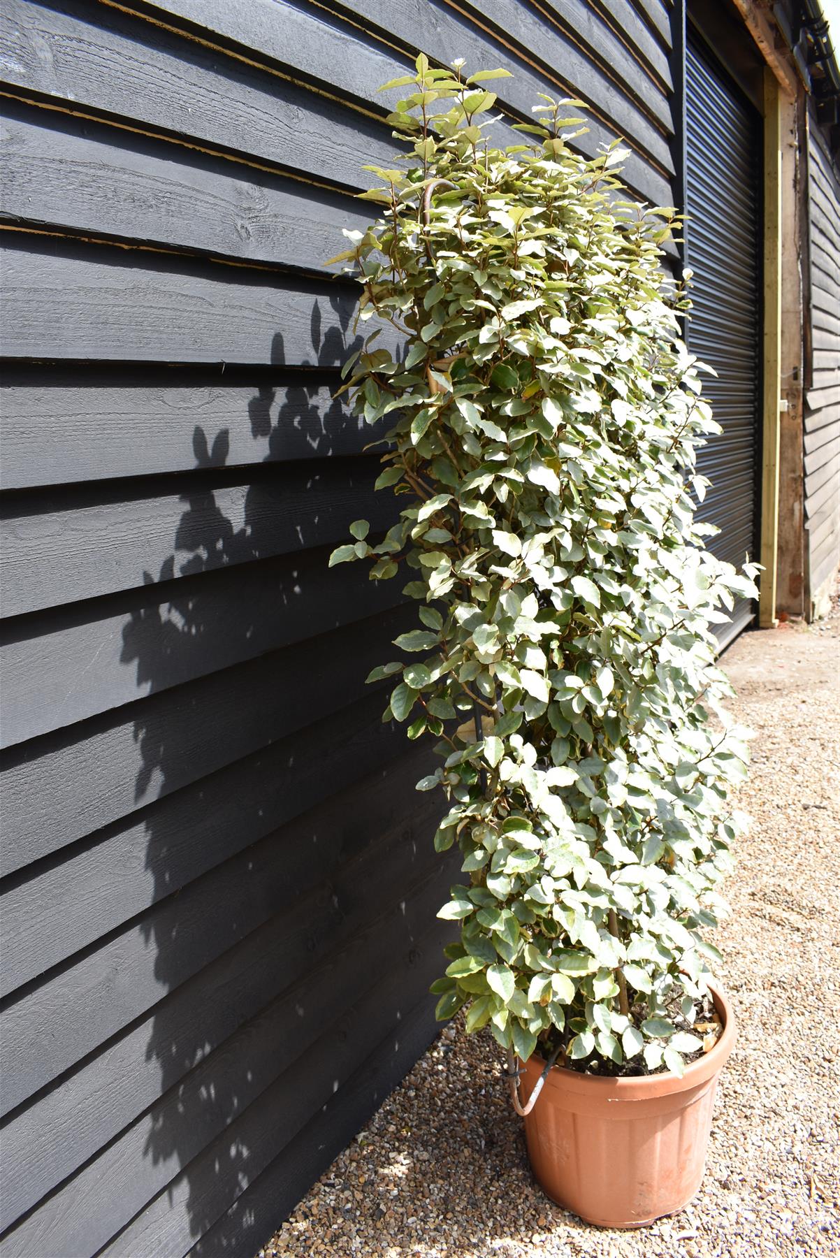Elaeagnus ebbingei - Espalier/Pleached Metal Frame 140x100cm - 45lt ...
