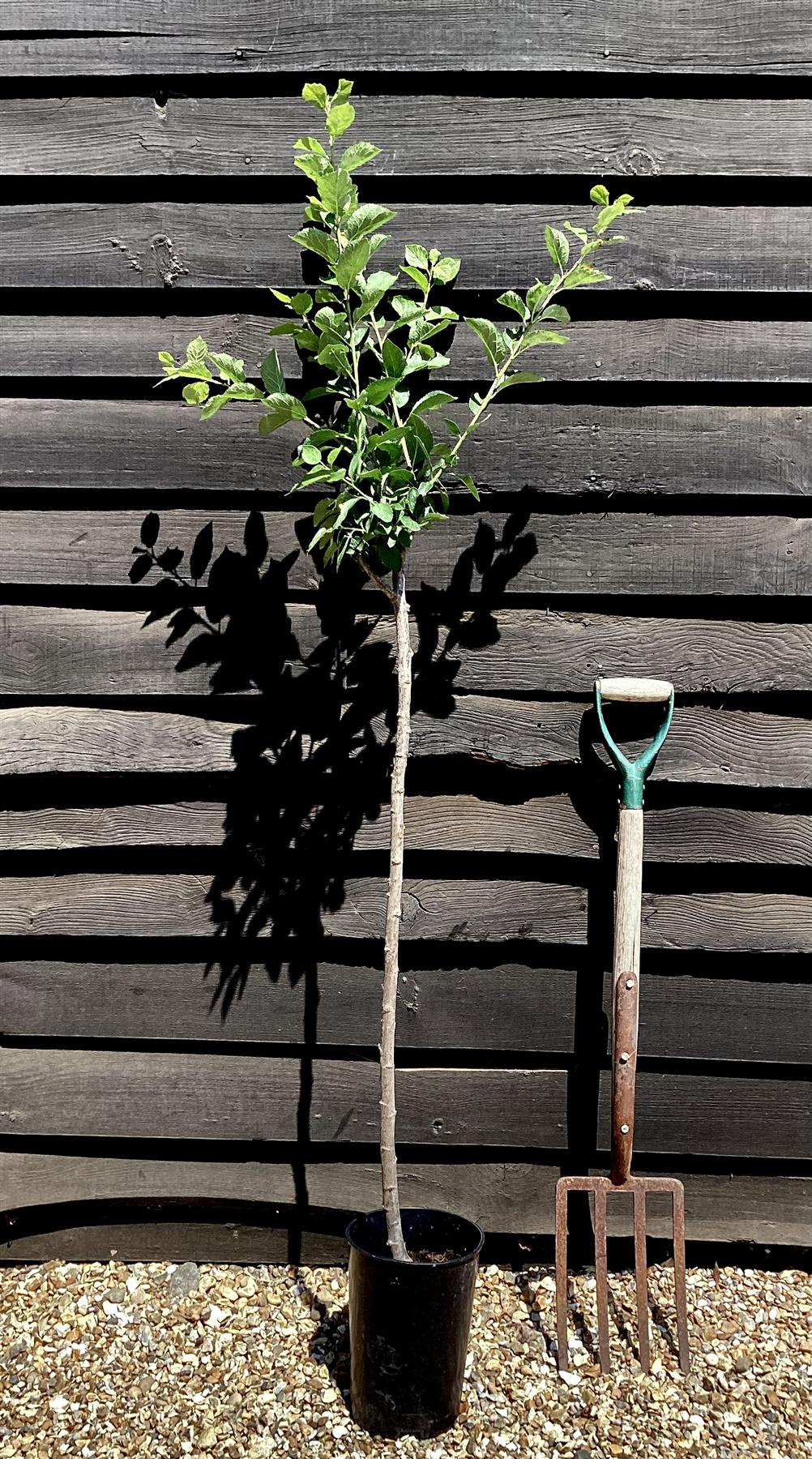 Plum tree 'Mirabelle de Nancy' | Prunus domestica - 100-120cm - 10lt ...