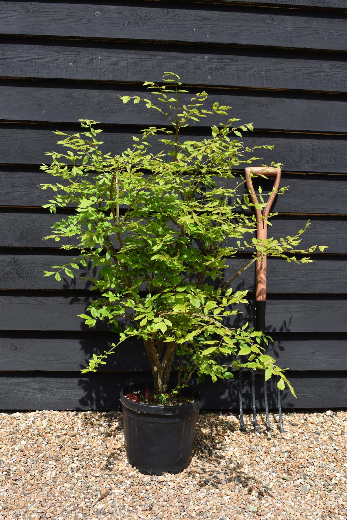 Euonymus alatus | Winged Spindle Tree - 40-60cm, 10lt – Arundel Arboretum