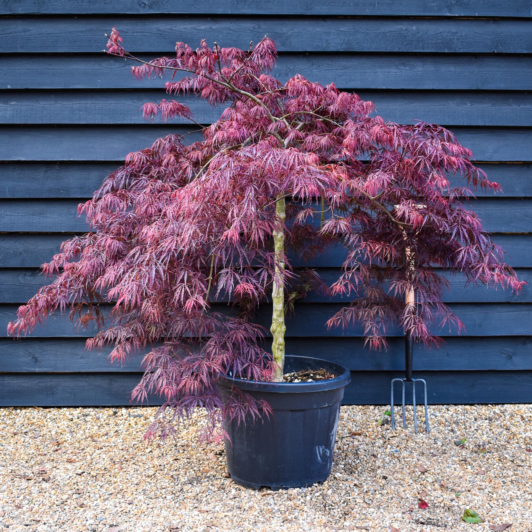 Acer palmatum 'Inaba-shidare' | Japanese maple - Clear Stem 80cm - Hei ...