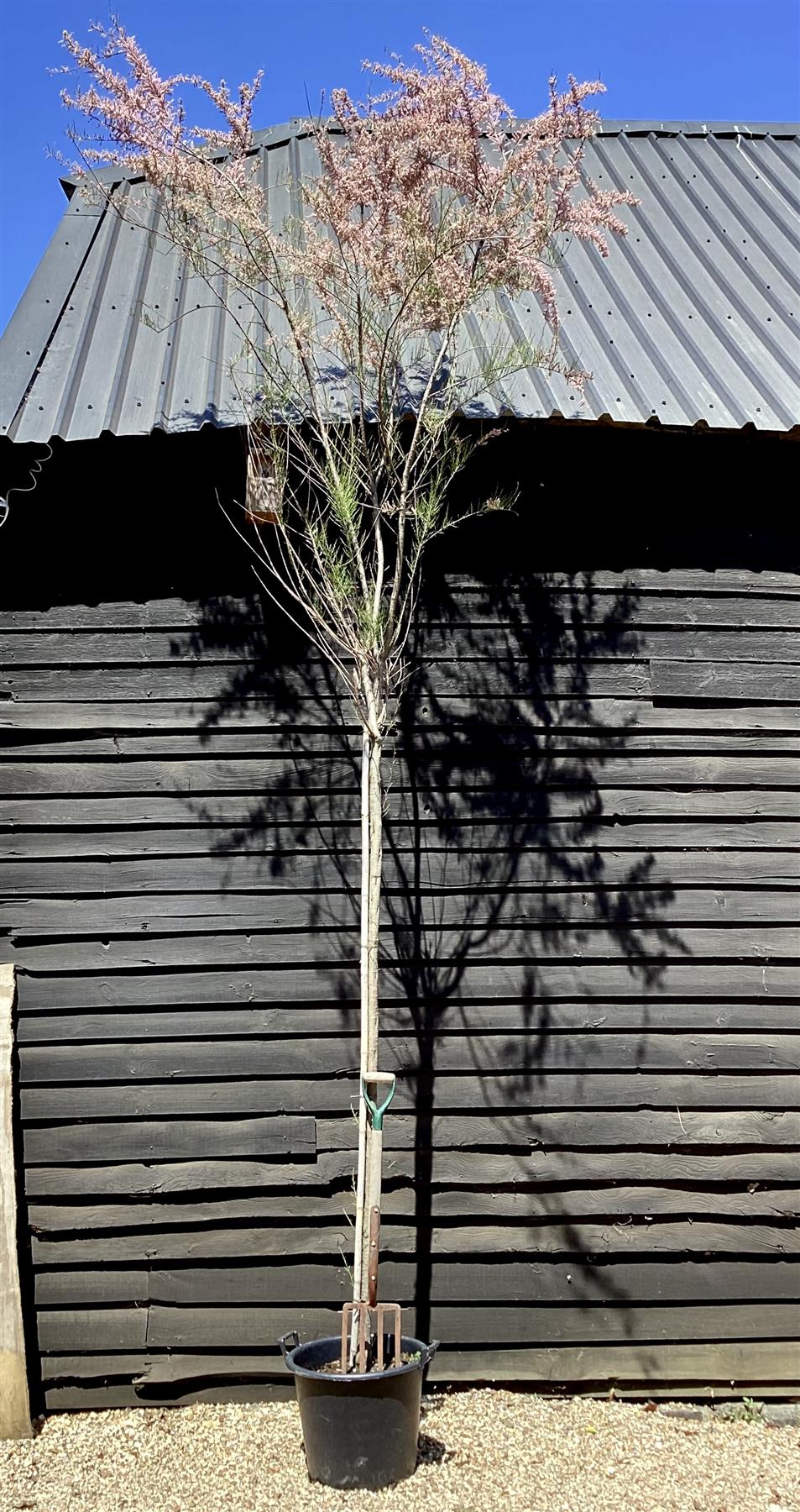 Tamarix Tetrandra | Four-stamen tamarisk - 470-490cm, 80lt – Arundel ...