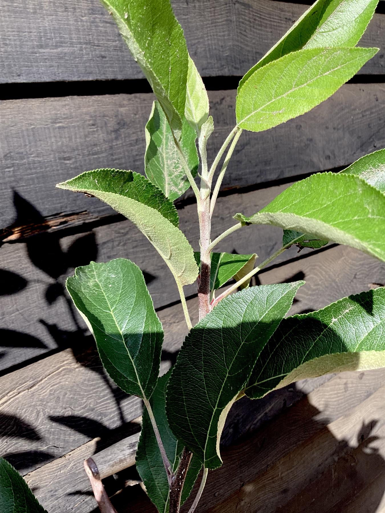 Apple tree 'Red Falstaff' | Malus domestica - M27 - Ultra-Dwarfing - 1 ...