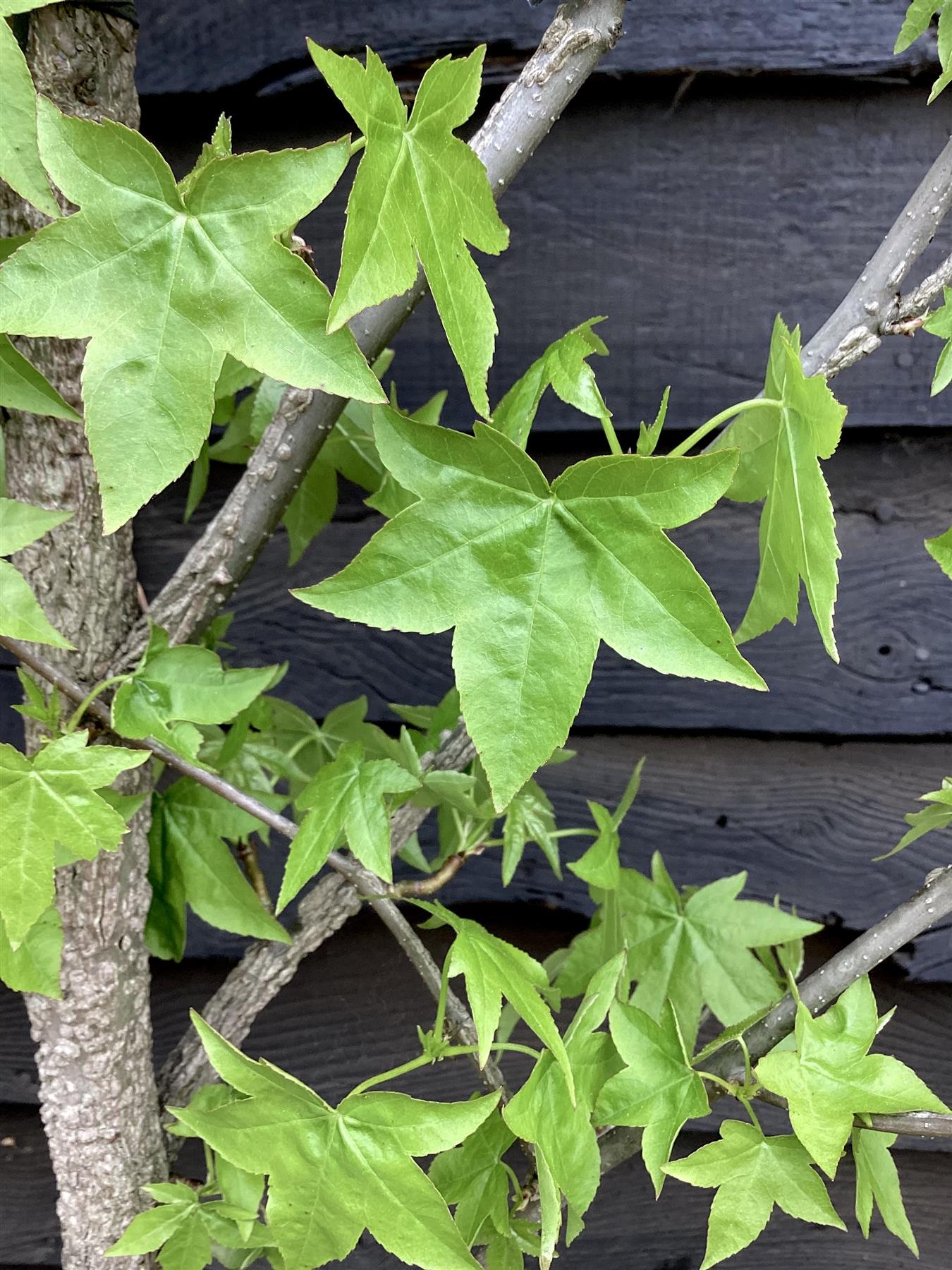 Liquidambar styraciflua | Sweet Gum Tree - Frame - 150-160cm, 30lt – Arundel Arboretum