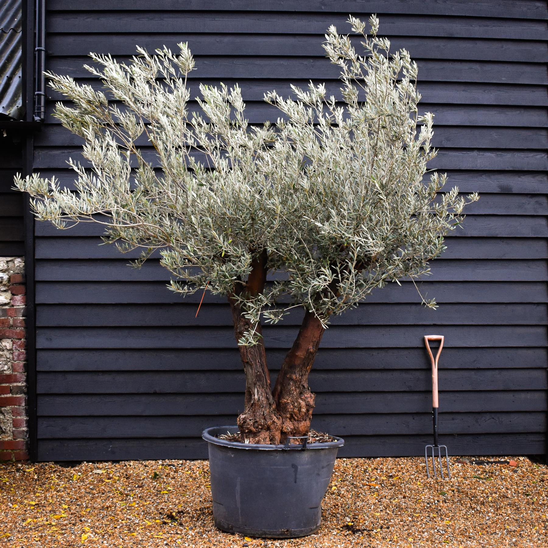 Olive Tree | Olea Europea - Specimen 15A - Double Branch - Trunk Heigh ...