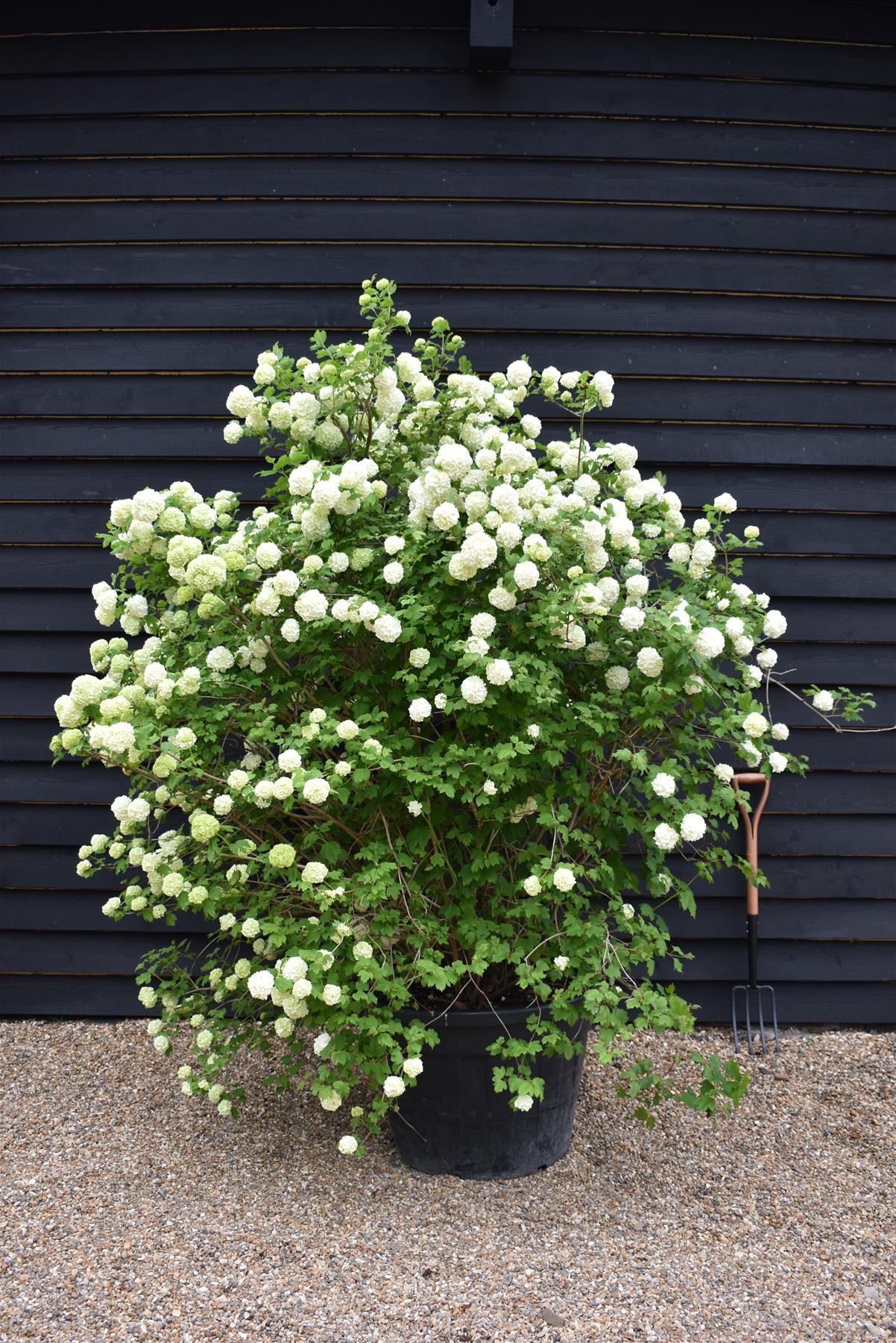 Viburnum Opulus Multistem | Guelder Rose - 200cm - 130lt – Arundel ...