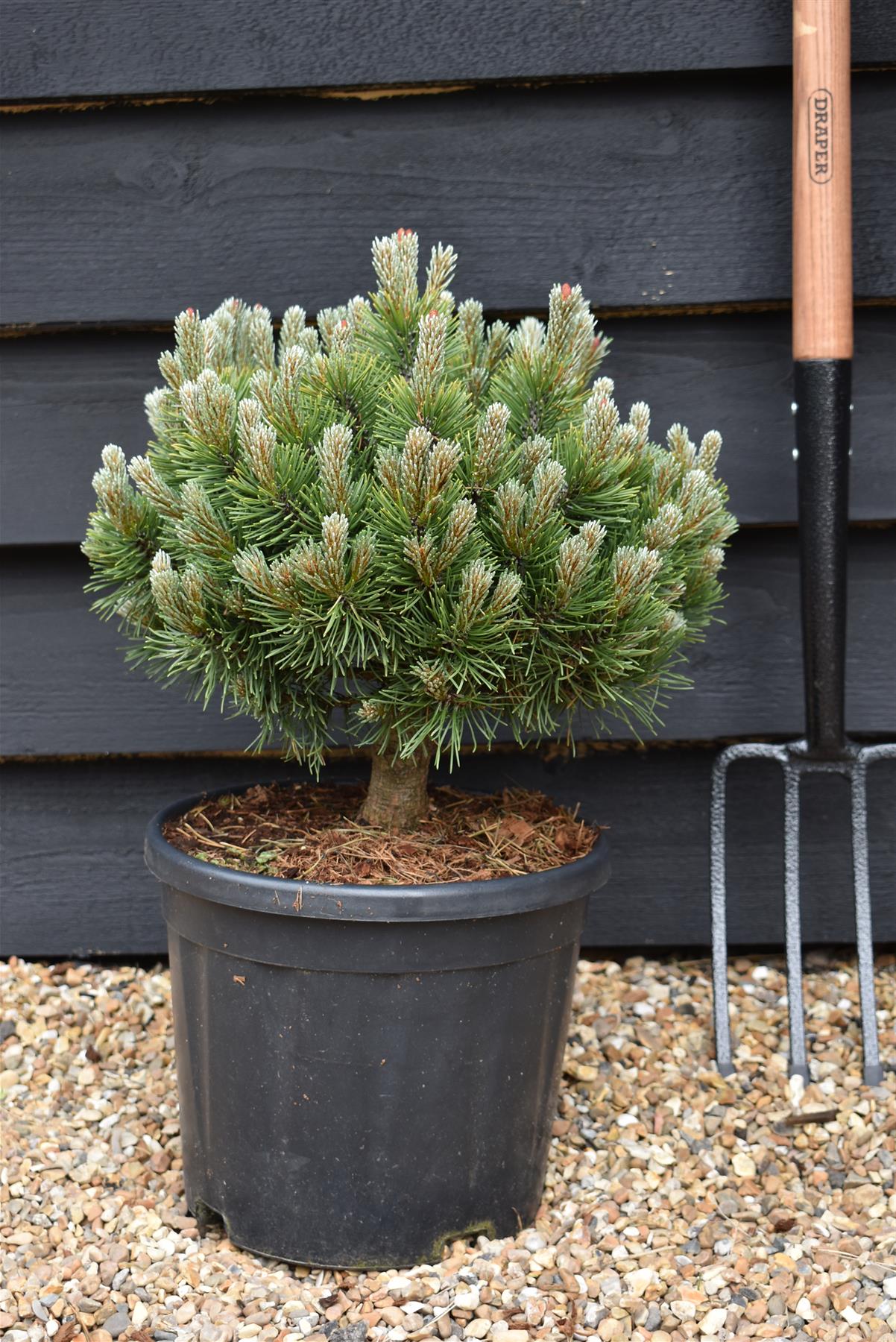 Pinus Mugo 'March' | Dwarf Mountain Pine - Height 40-50cm - Width 30cm ...