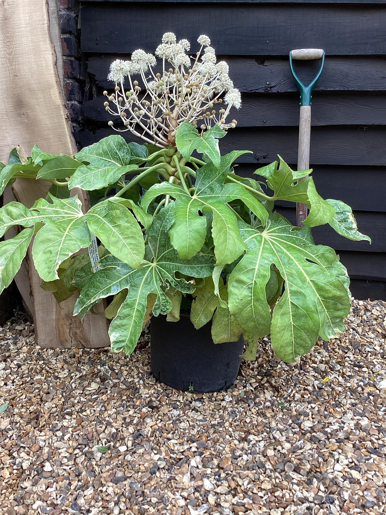 Fatsia Japonica Variegata - 60/80cm, 20lt – Arundel Arboretum