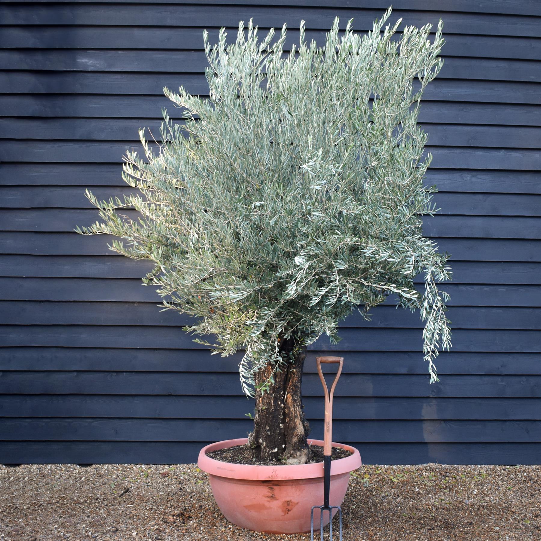 Olive Tree | Olea Europea 1/2 Std - 200-240cm, 90lt – Arundel Arboretum