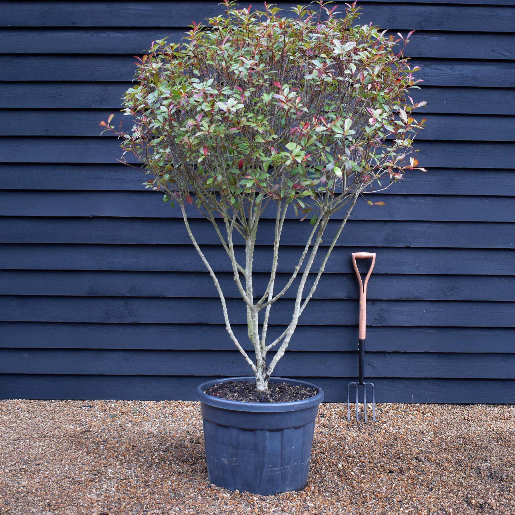 Photinia Robusta Compacta | Red-Leaf Photinia - Parachute - Height 140 ...