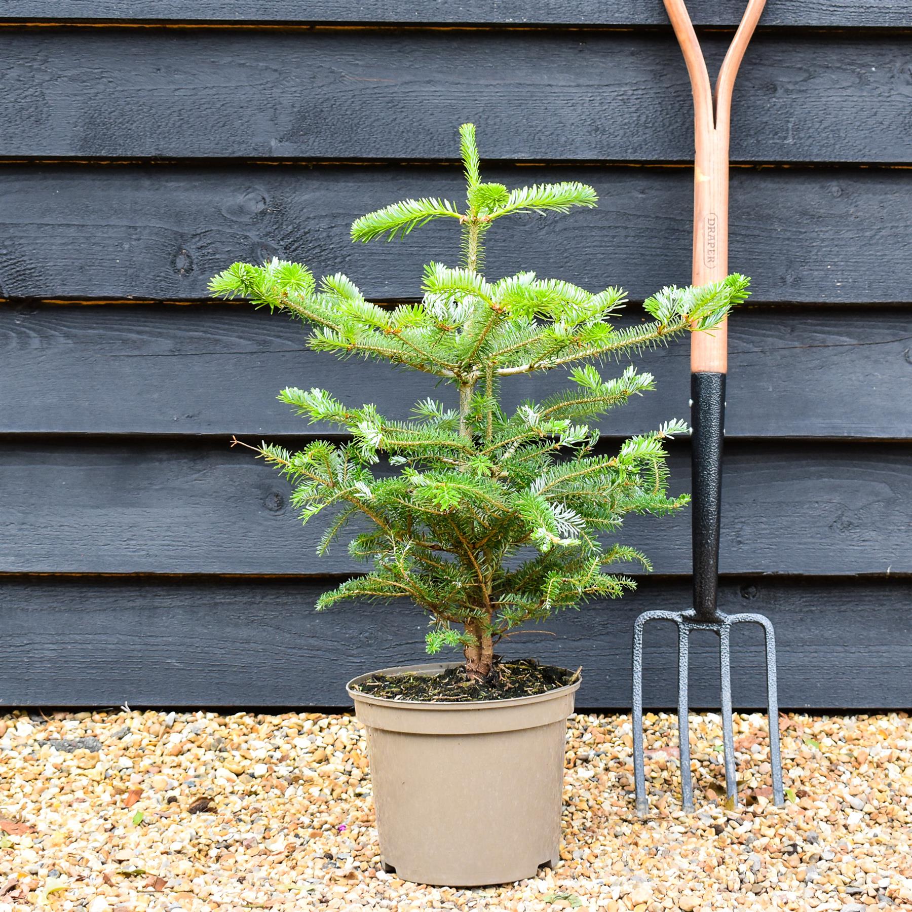 Korean fir | Abies koreana - Height 40-50cm - Pot Grown - 5lt – Arundel ...
