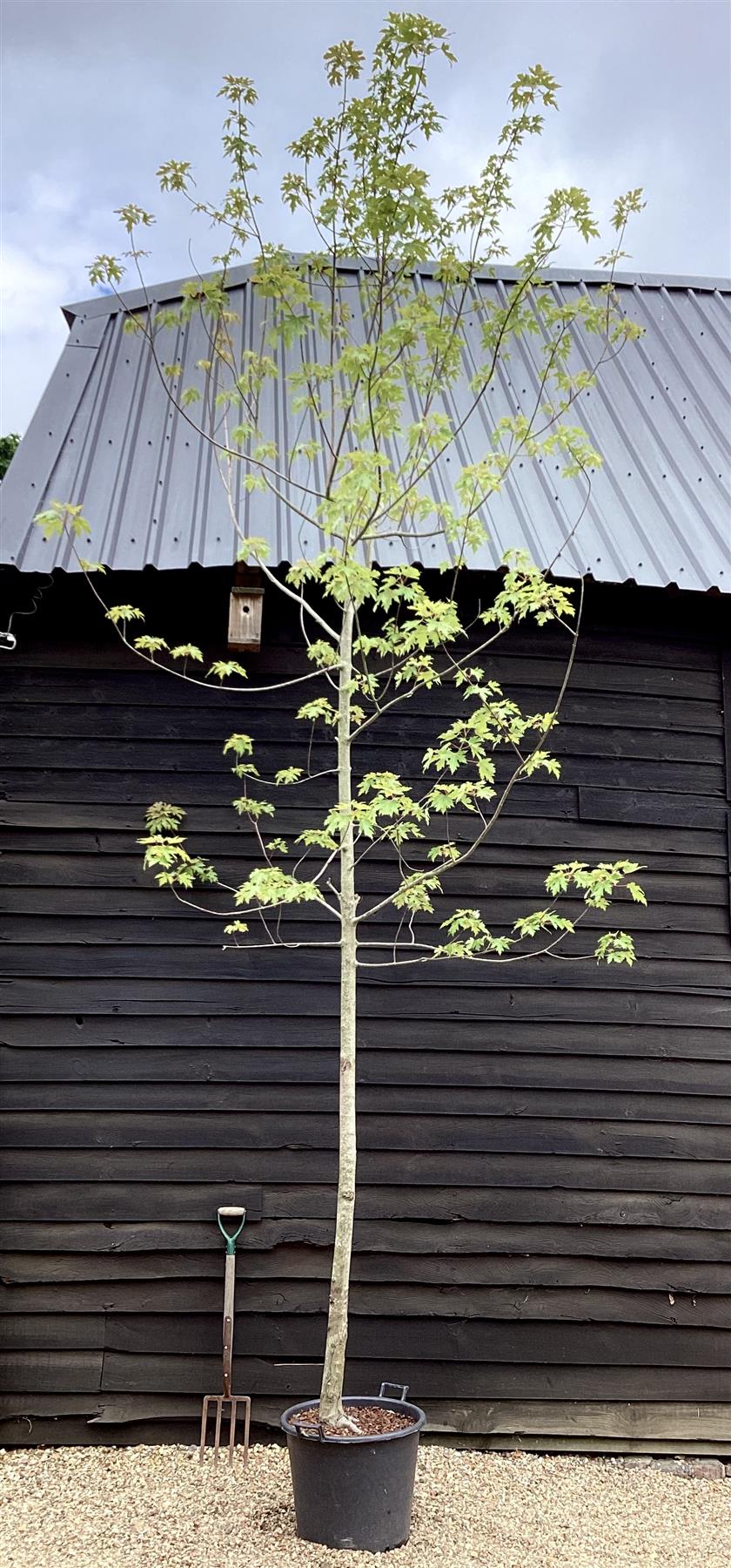 Acer saccharinum | Silver Maple - 350-400cm, 110lt – Arundel Arboretum