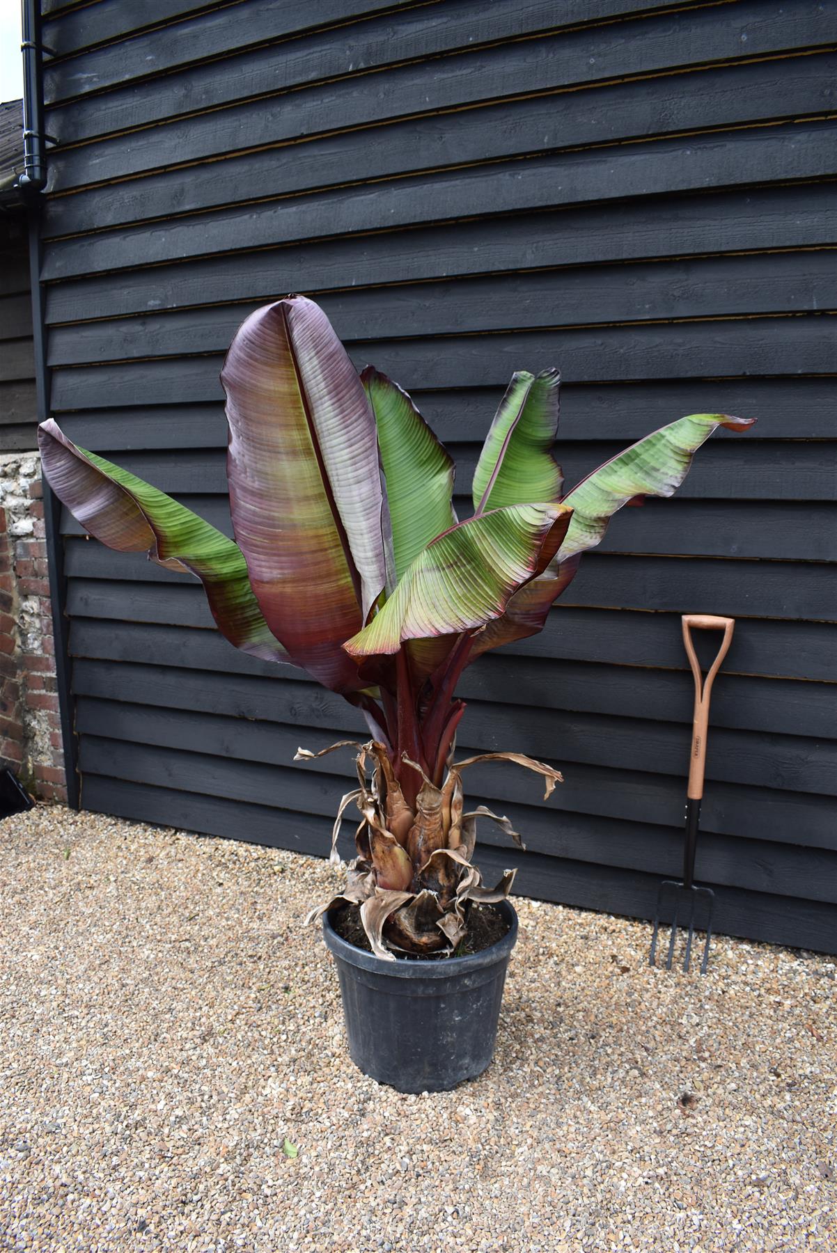 Ensete ventricosum 'Maurelii' | Red Abyssinian banana 110-130cmPalm ...