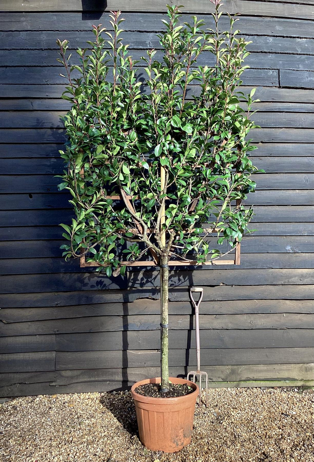 Photinia x fraseri Red Robin - Pleached/Espalier (100-120cm) - Clear S ...