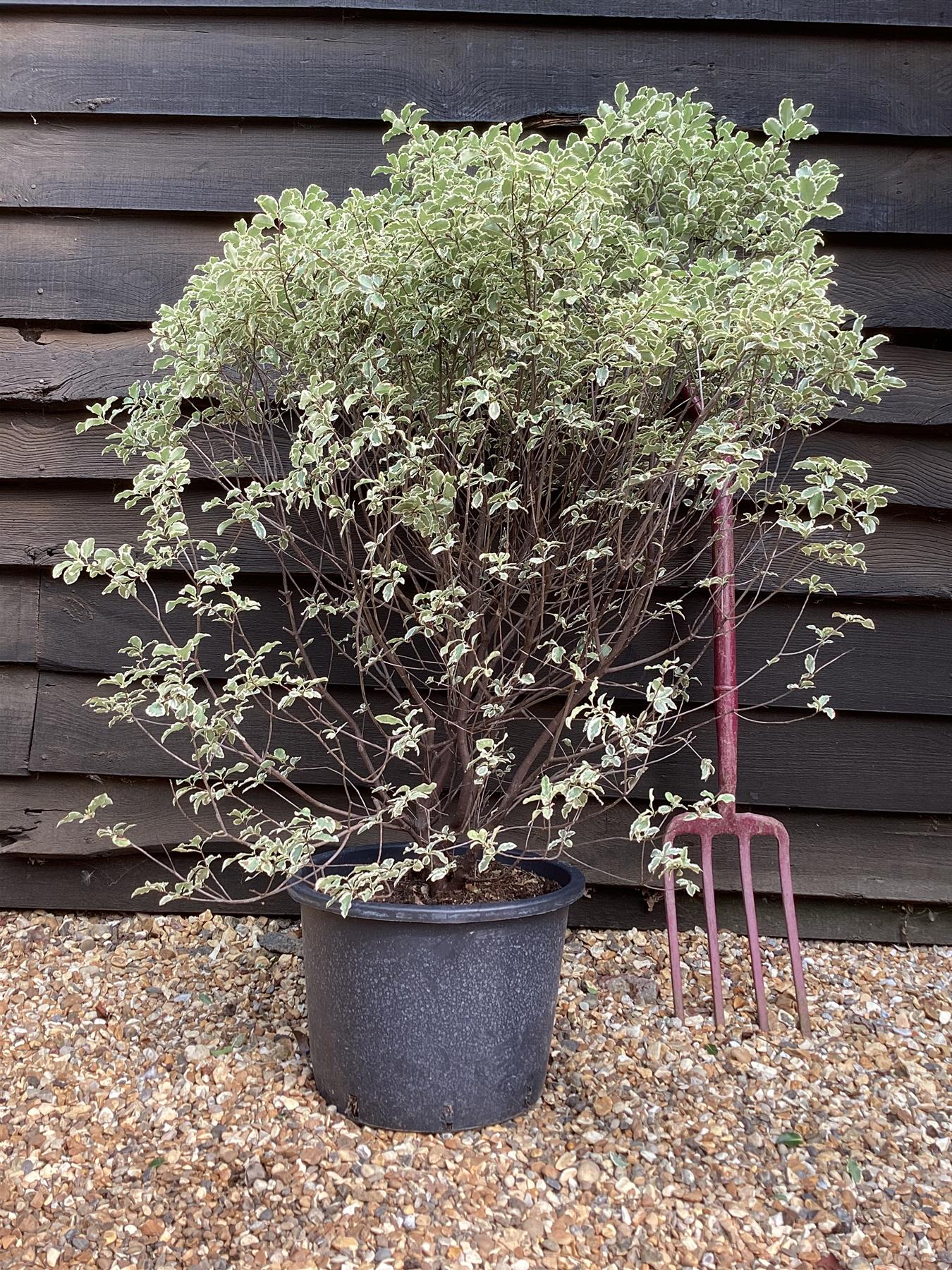 Pittosporum 'Silver Queen' - 90-115cm - 20lt – Arundel Arboretum