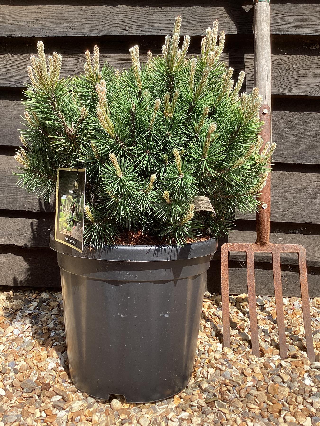 Pinus Mugo 'Mops' | Dwarf mountain pine - 55-65cm - 20lt – Arundel ...