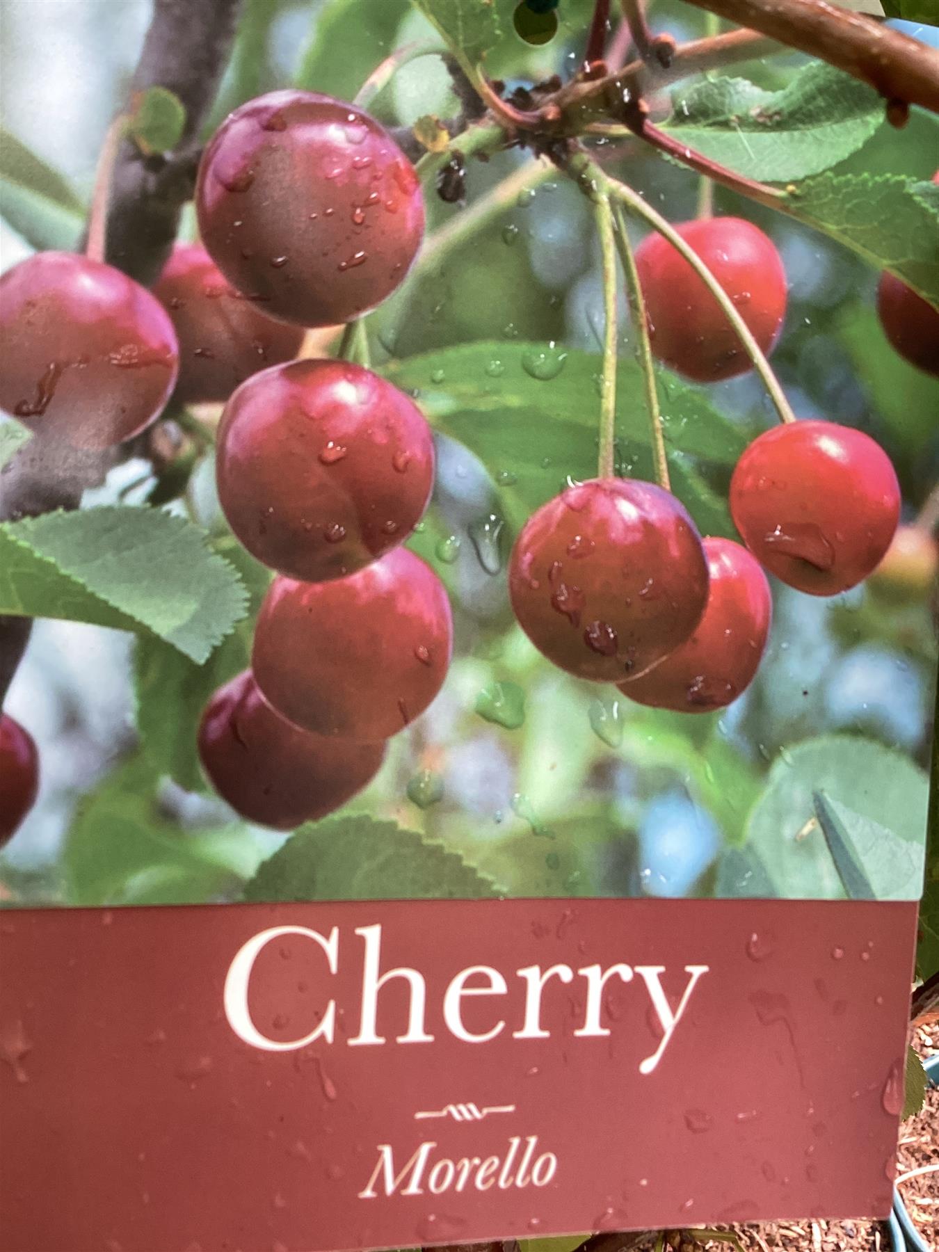 Cherry 'Morello' on Gisela | Prunus cerasus - Dwarfing - 140-150cm - 1 ...