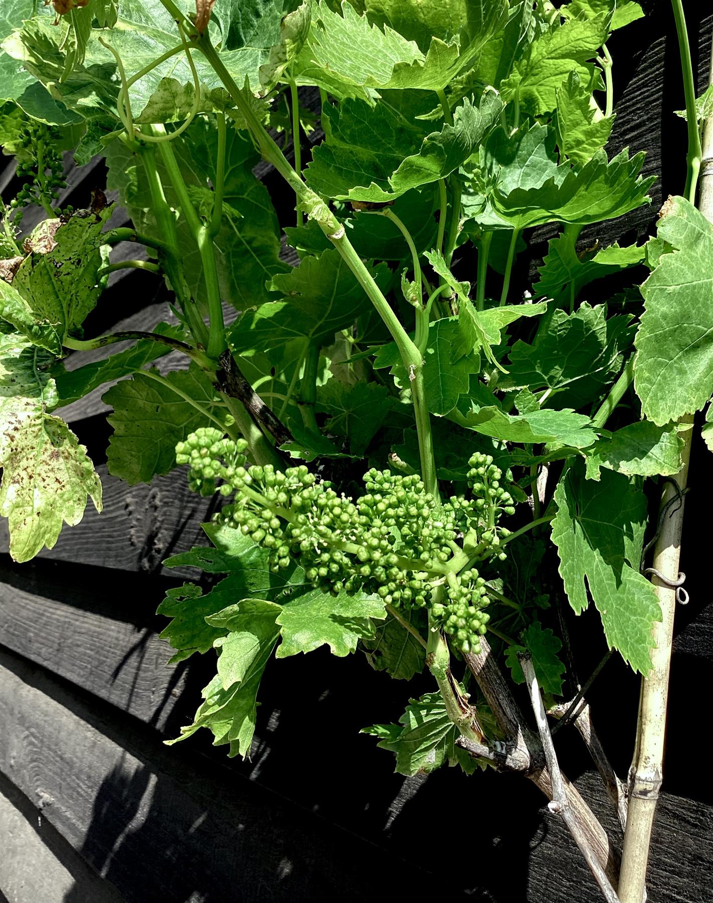 Grape Vine | Vitis Vinifera 'Superior' - Cane - 5lt – Arundel Arboretum