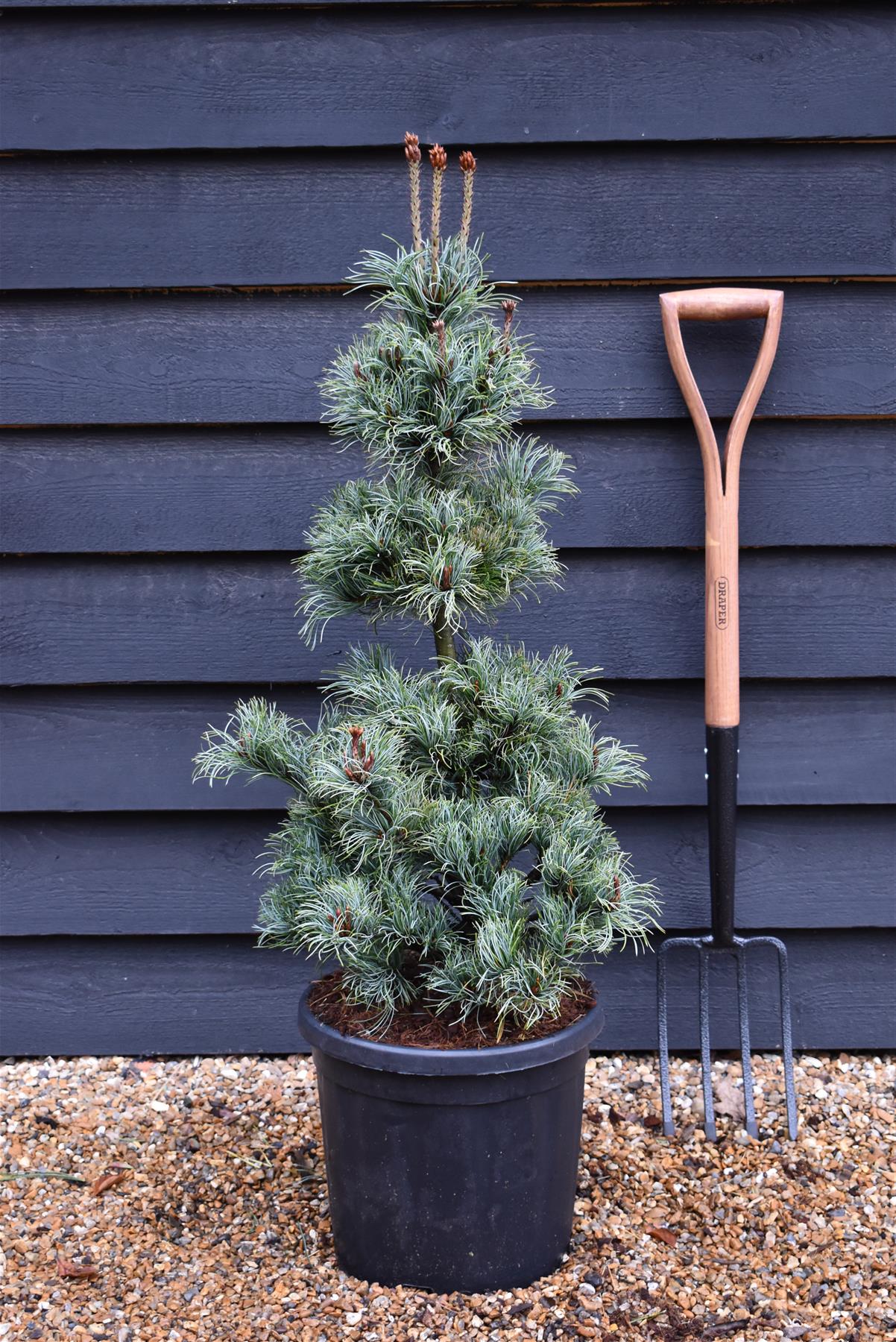 Pinus parviflora 'Bonnie Bergman' | Japanese white pine - Height 80-90 ...