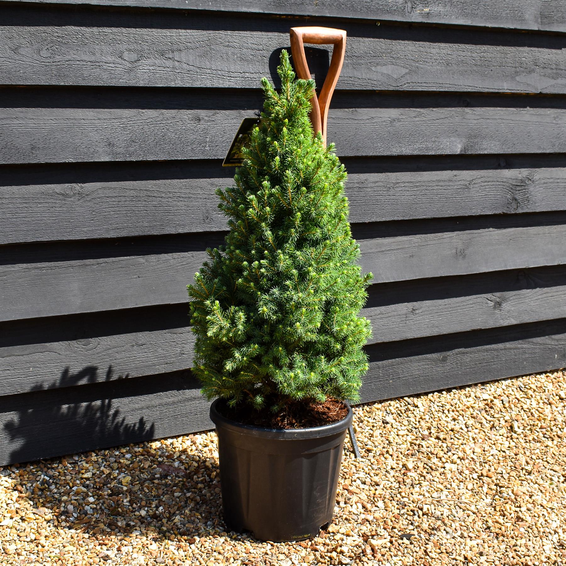 Picea glauca 'Sander's Blue' | Alberta spruce - Height 70-80cm - 11lt ...