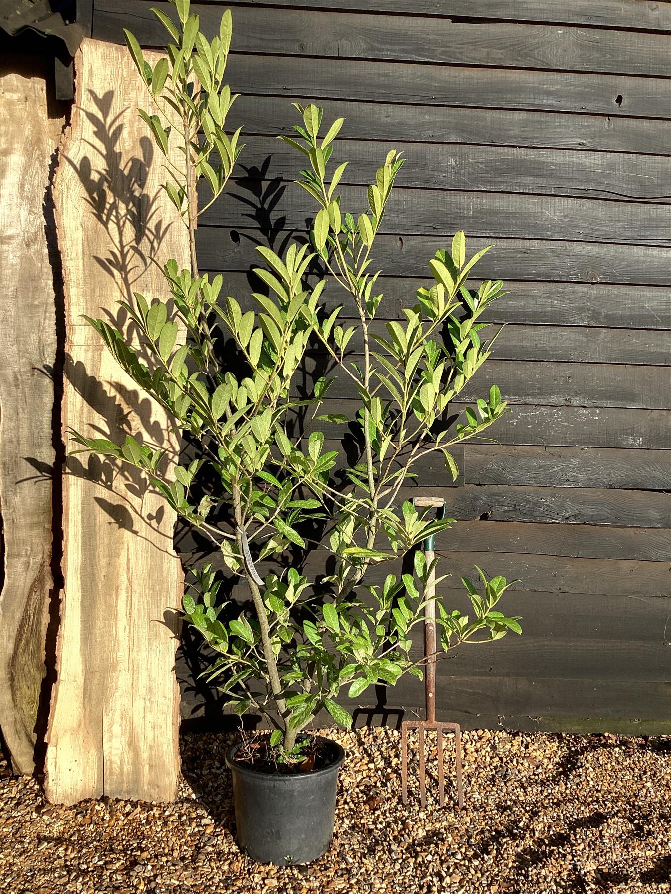 Prunus laurocerasus Marbled White | Cherry Laurel 'Castlewellan' - 20l ...