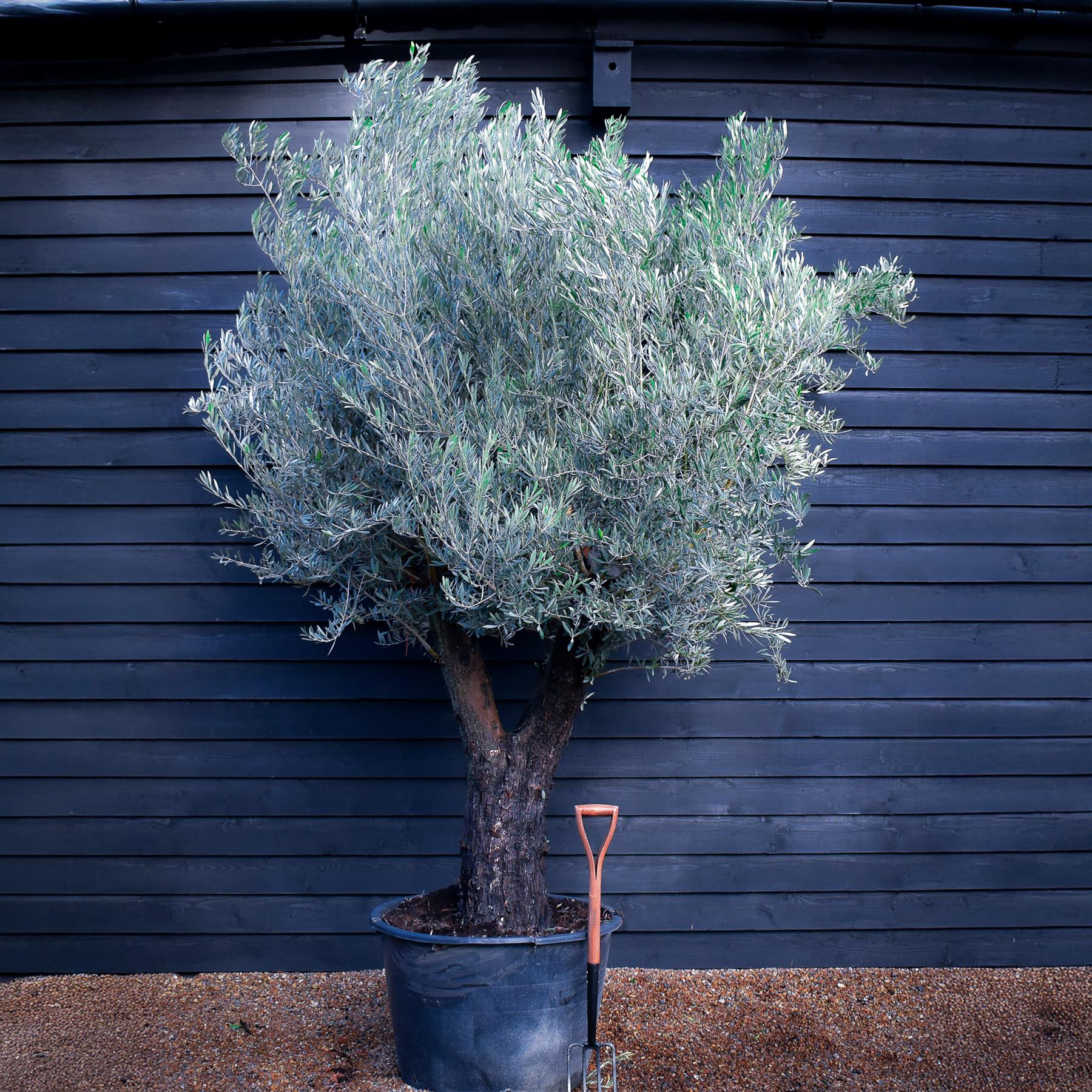 Olive Tree | Olea Picual - Specimen - Triple branch - Height 250-280 c ...