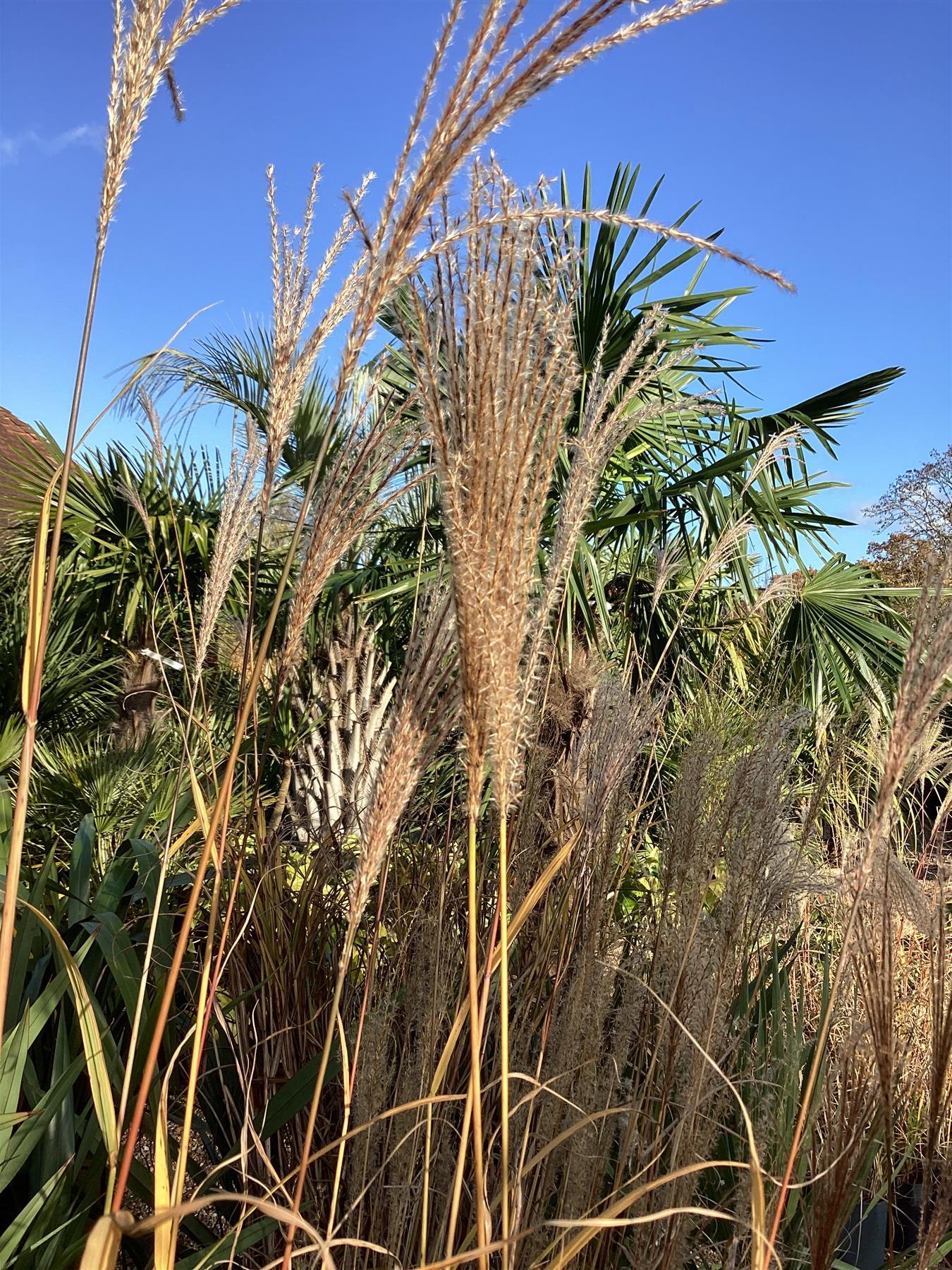 Miscanthus sinensis | Ornamental grass 'Squaw' - 5lt – Arundel Arboretum