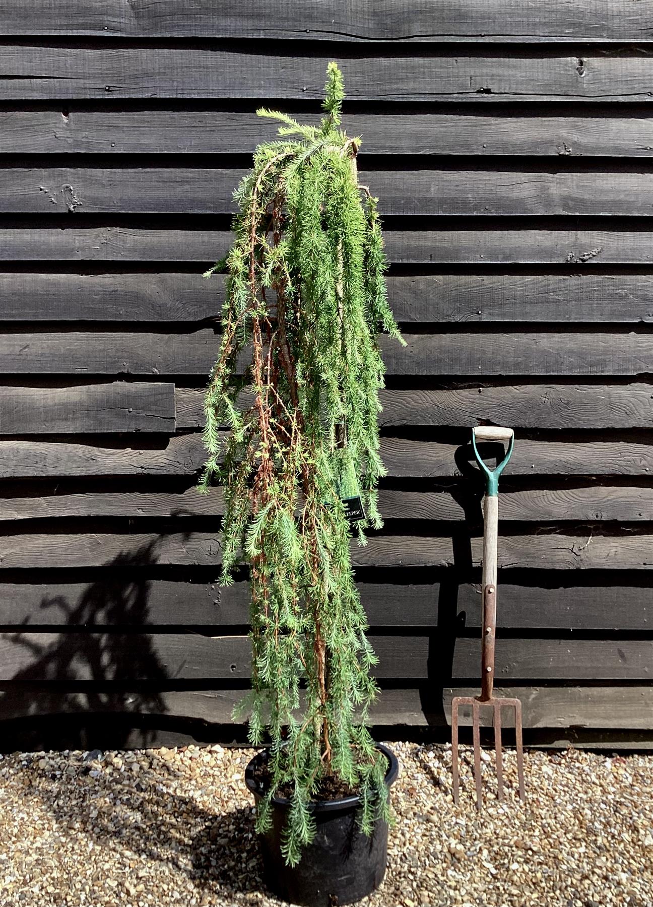 Larix kaempferi 'Stiff Weeper' - Stem - 140-150cm, 20lt – Arundel Arboretum