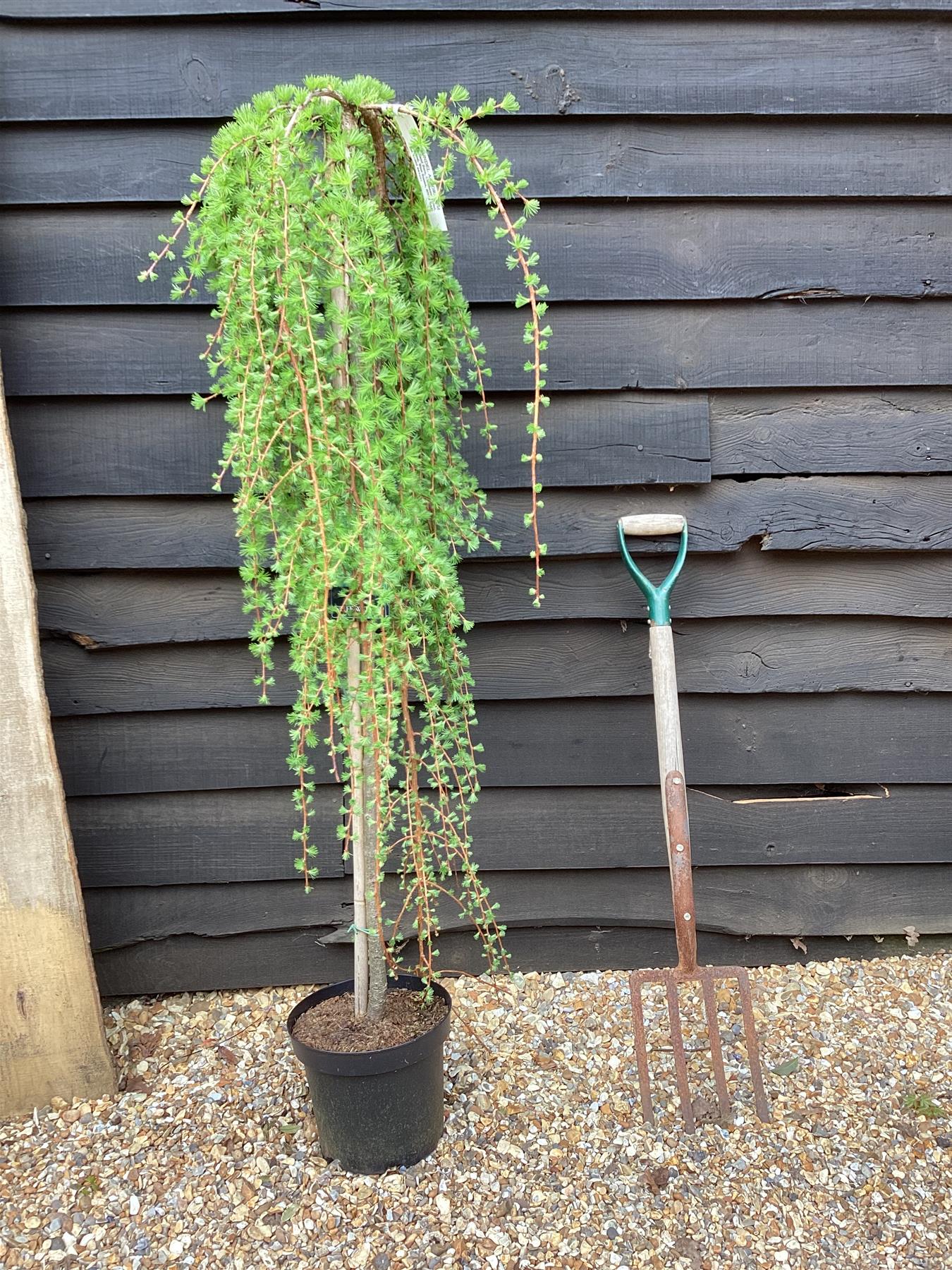 Larix kaempferi 'Stiff Weeper' - Stem - 140-150cm, 7lt – Arundel Arboretum