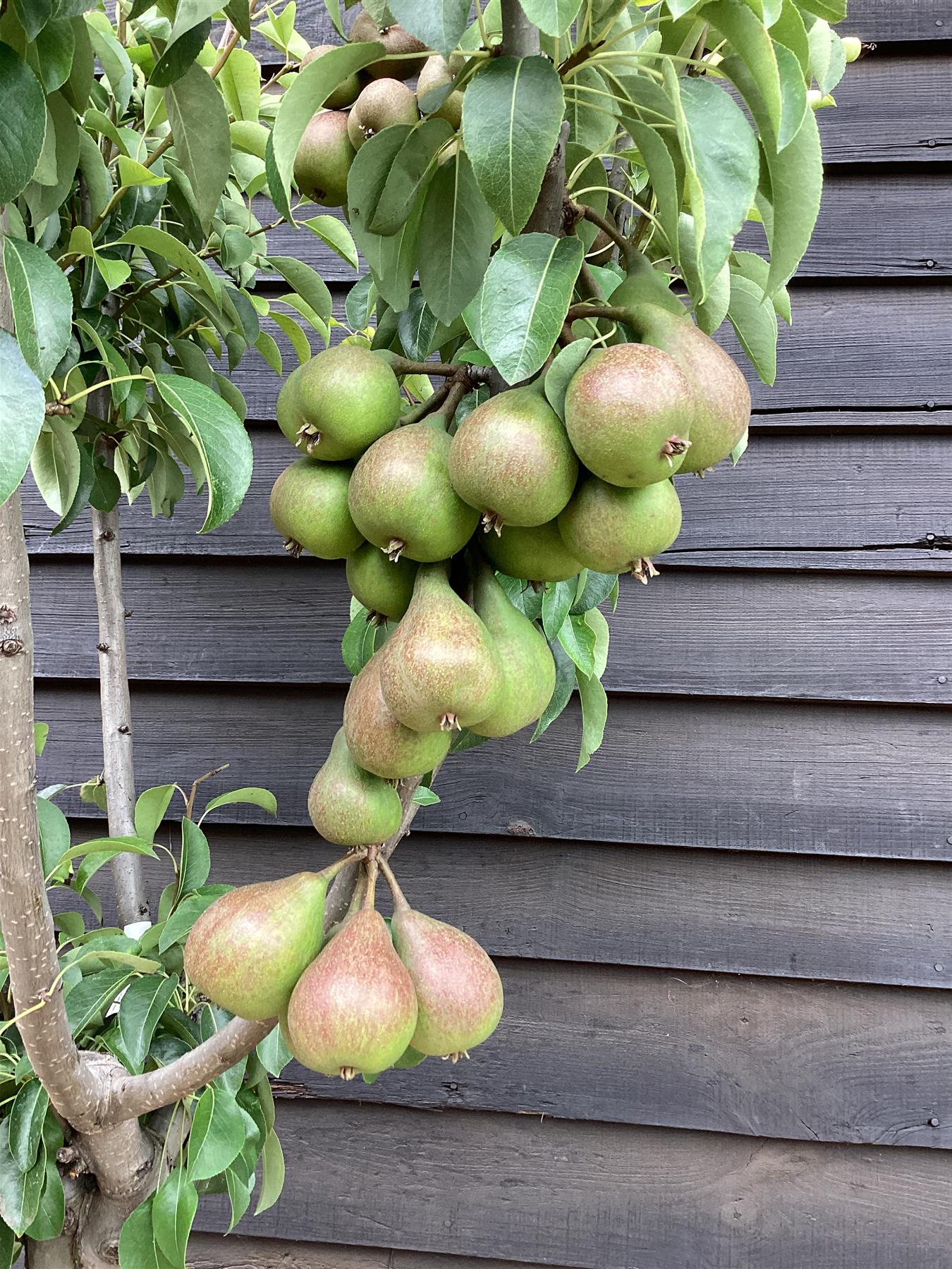 Pear tree 'Williams' Bon Chretien' | Pyrus communis - Girth 18-20cm ...