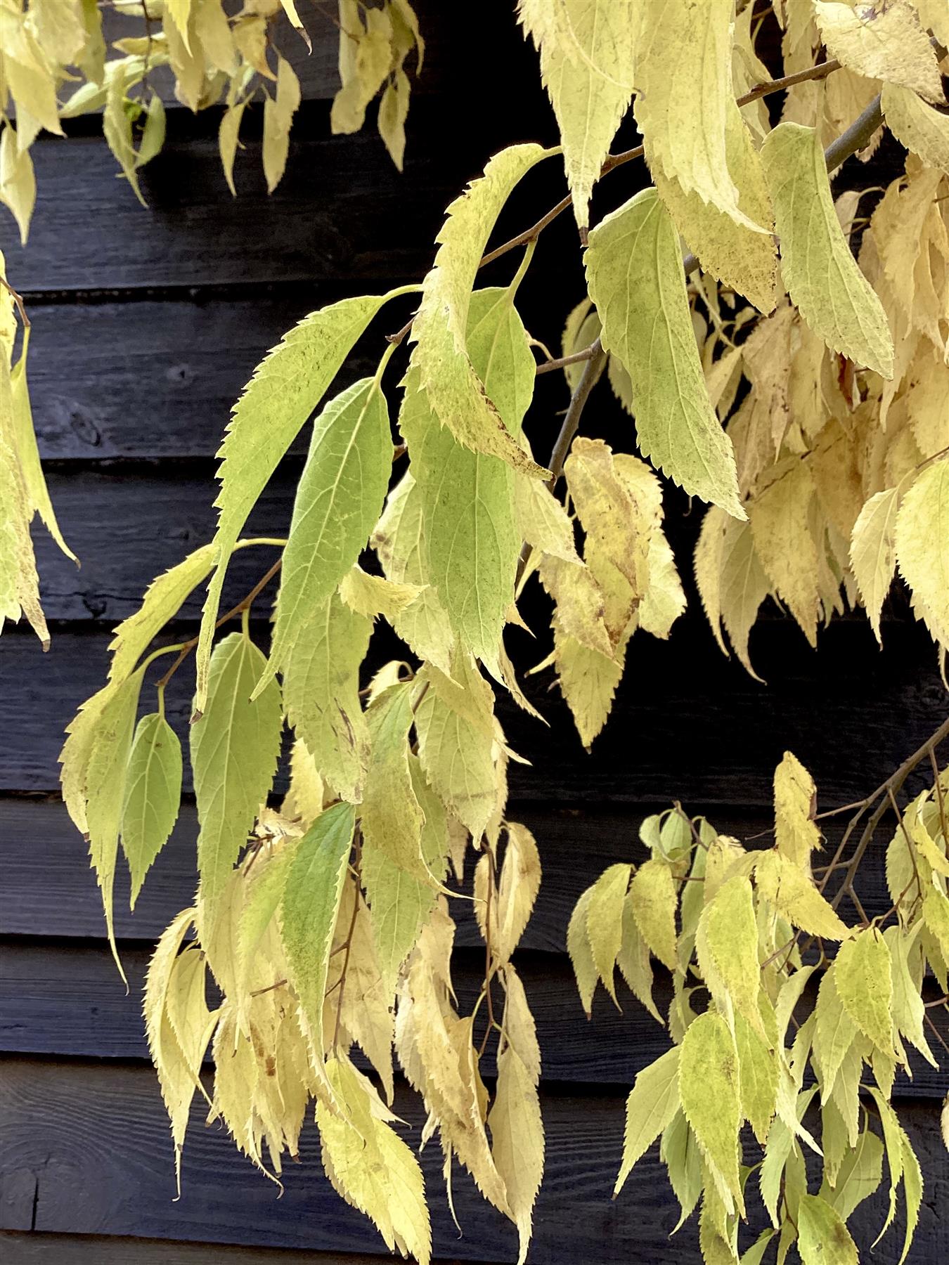 Celtis Australis | European hackberry - 550cm, 285lt – Arundel Arboretum