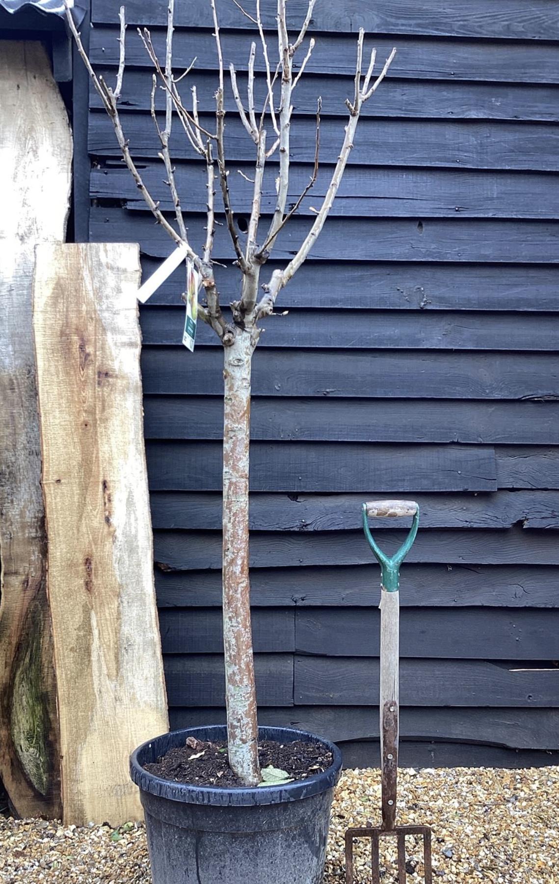 Pear tree 'Williams' Bon Chretien' | Pyrus communis - Girth 18-20cm ...