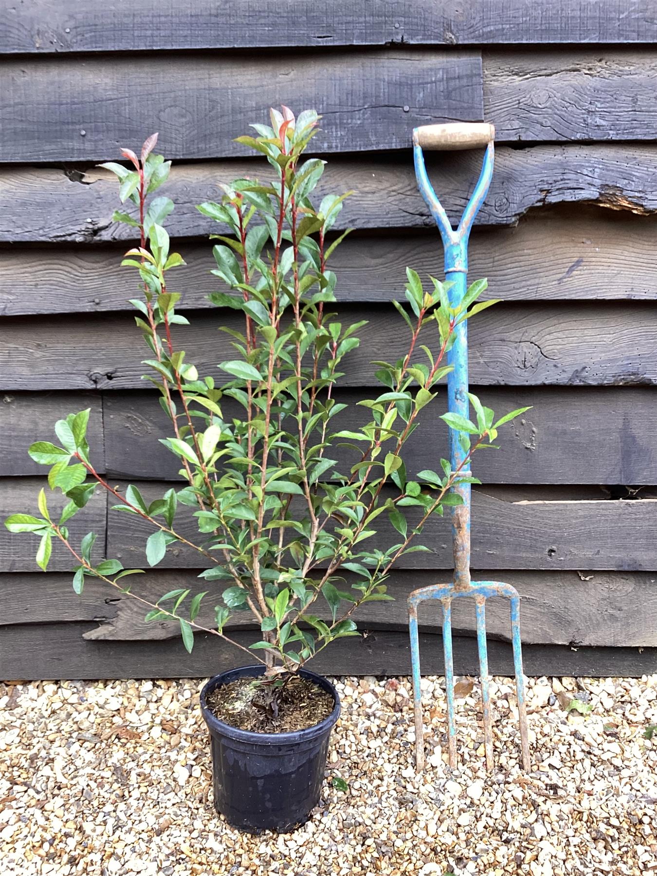 Photinia Red Robin - Compacta - Bush - Shrub - Height 50-90cm - 5lt ...