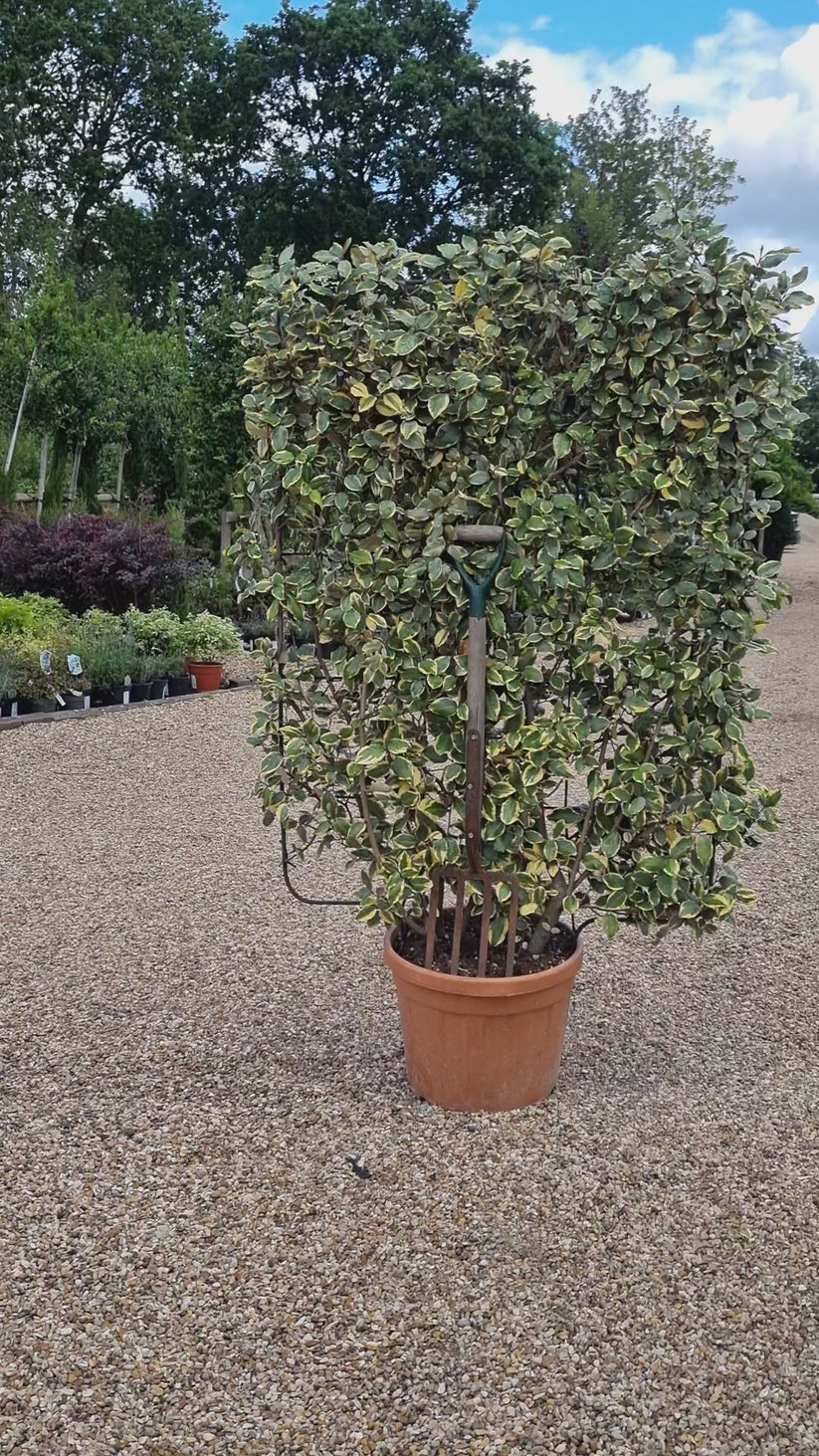 Elaeagnus ebbingei - Espalier/Pleached Metal Frame 140x100cm - 45lt ...