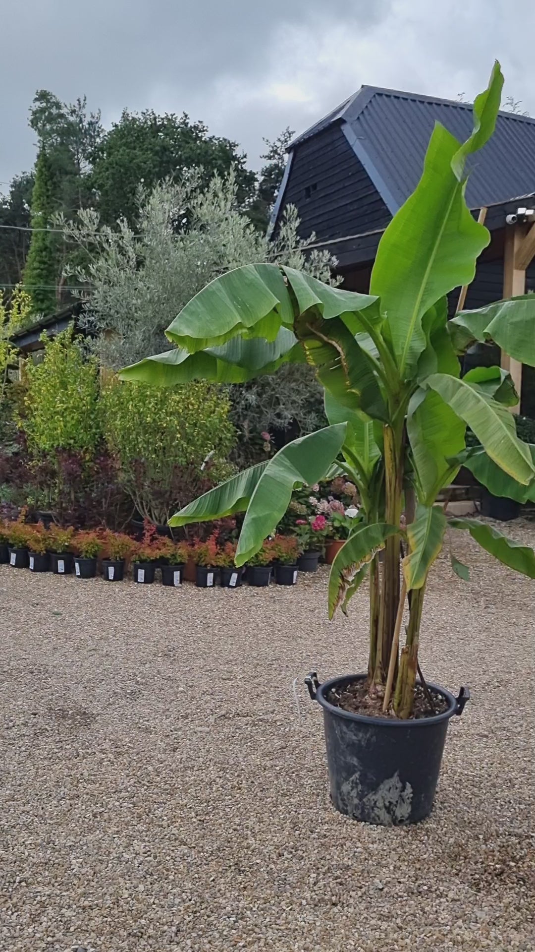 Musa basjoo | Japanese Banana 100-120cm - 40lt – Arundel Arboretum