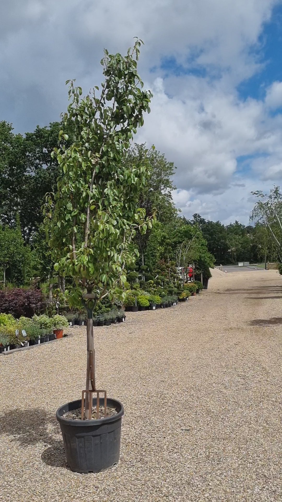 Pear Conference | Pyrus communis - 300-320cm, 90lt – Arundel Arboretum