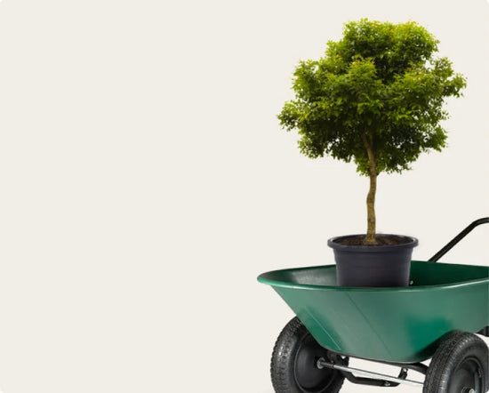 Visit Arboretum – Arundel Arboretum