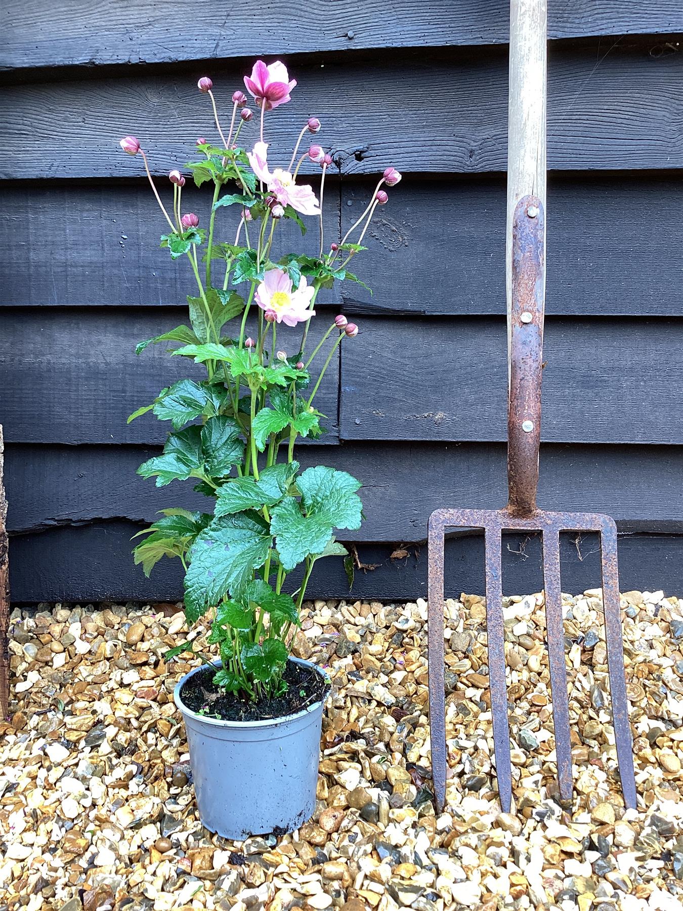 Anemone Rose - 40-50cm, 2lt – Arundel Arboretum