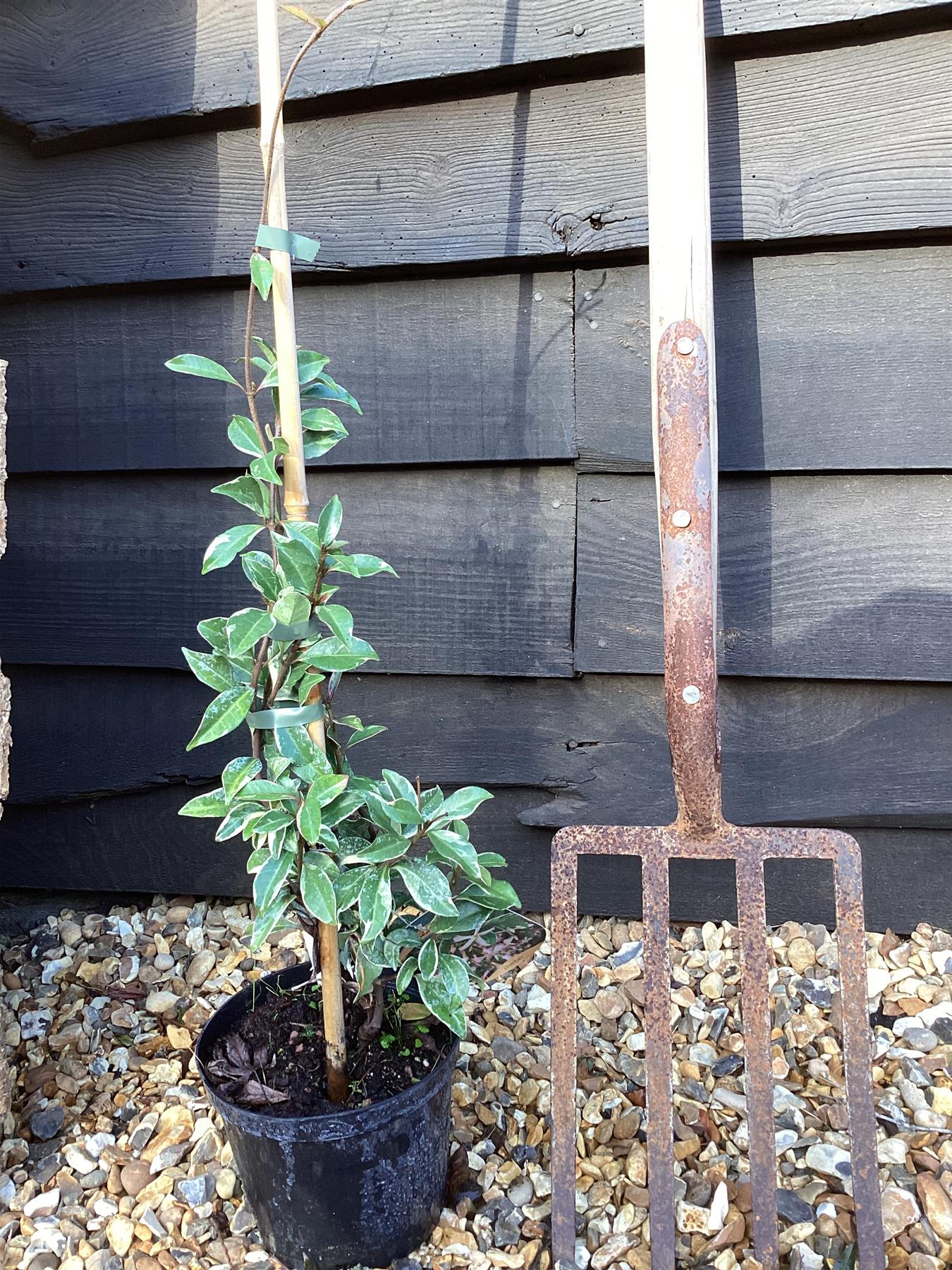 Trachelospermum | Star of Milano - 30-40cm, 2lt – Arundel Arboretum