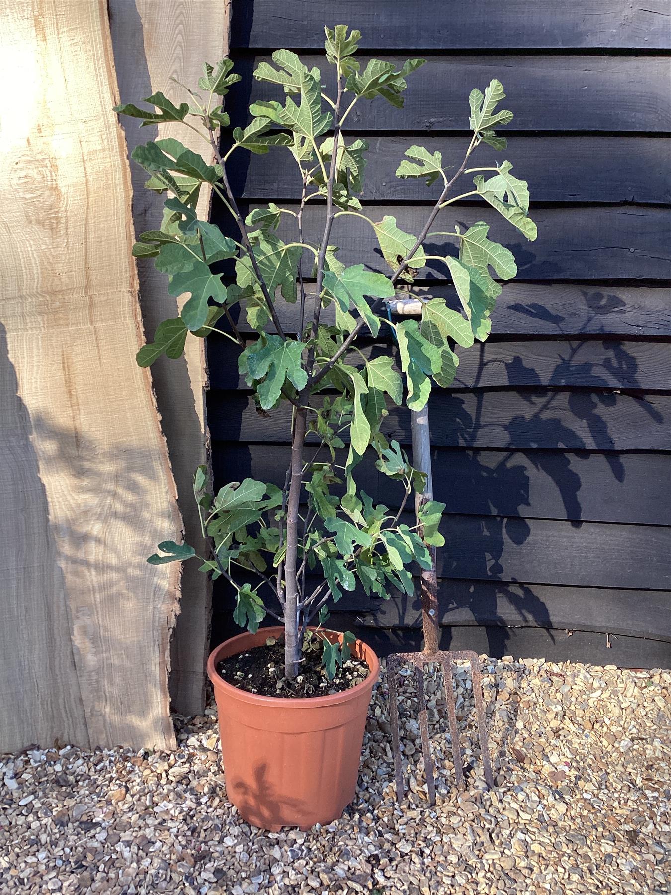 Fig - Ficus carica 'Brown Turkey' - 50-70cm, 18lt – Arundel Arboretum