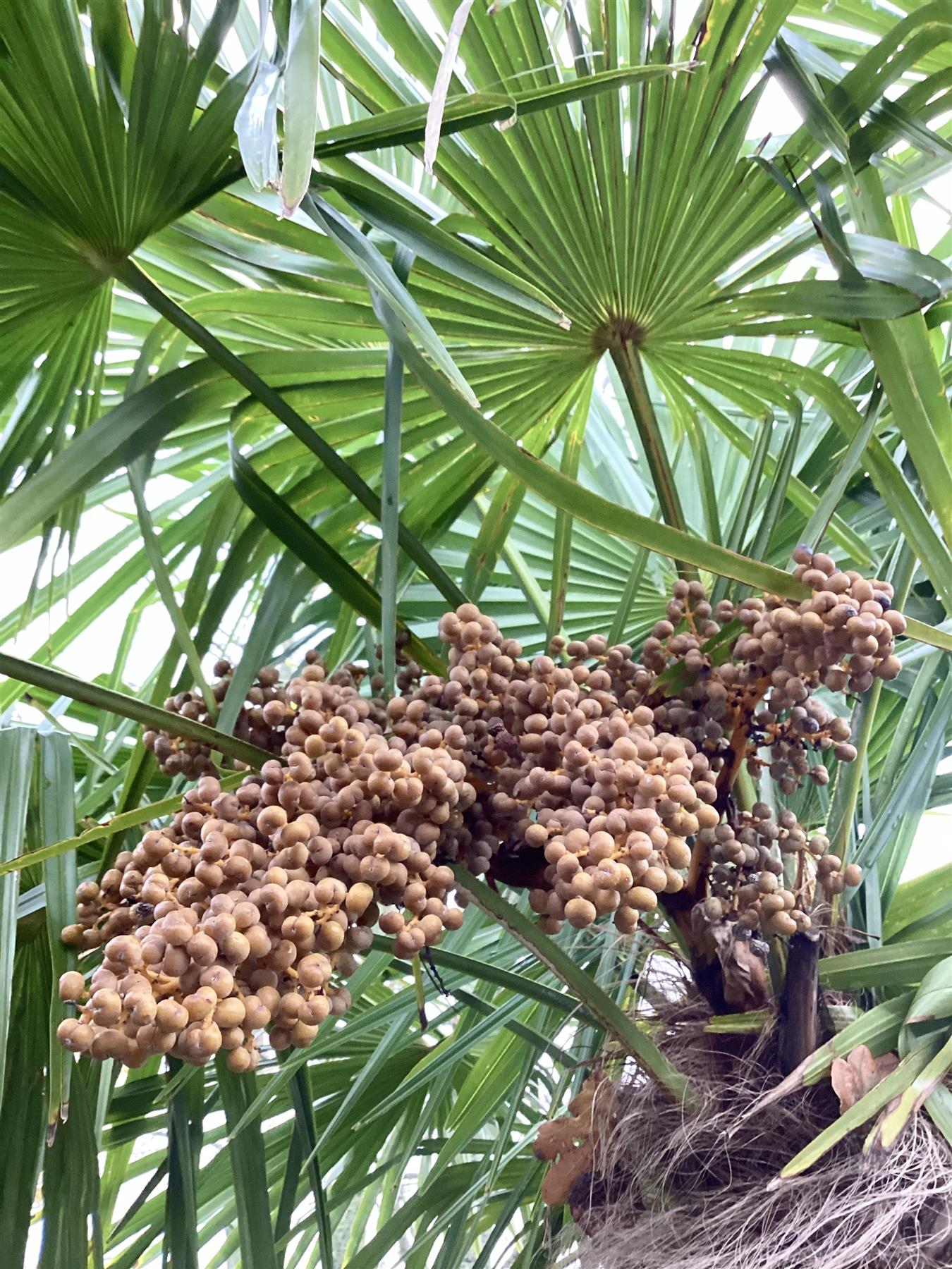 Trachycarpus fortunei | Chusan Palm - 200-250cm, 150lt – Arundel Arboretum