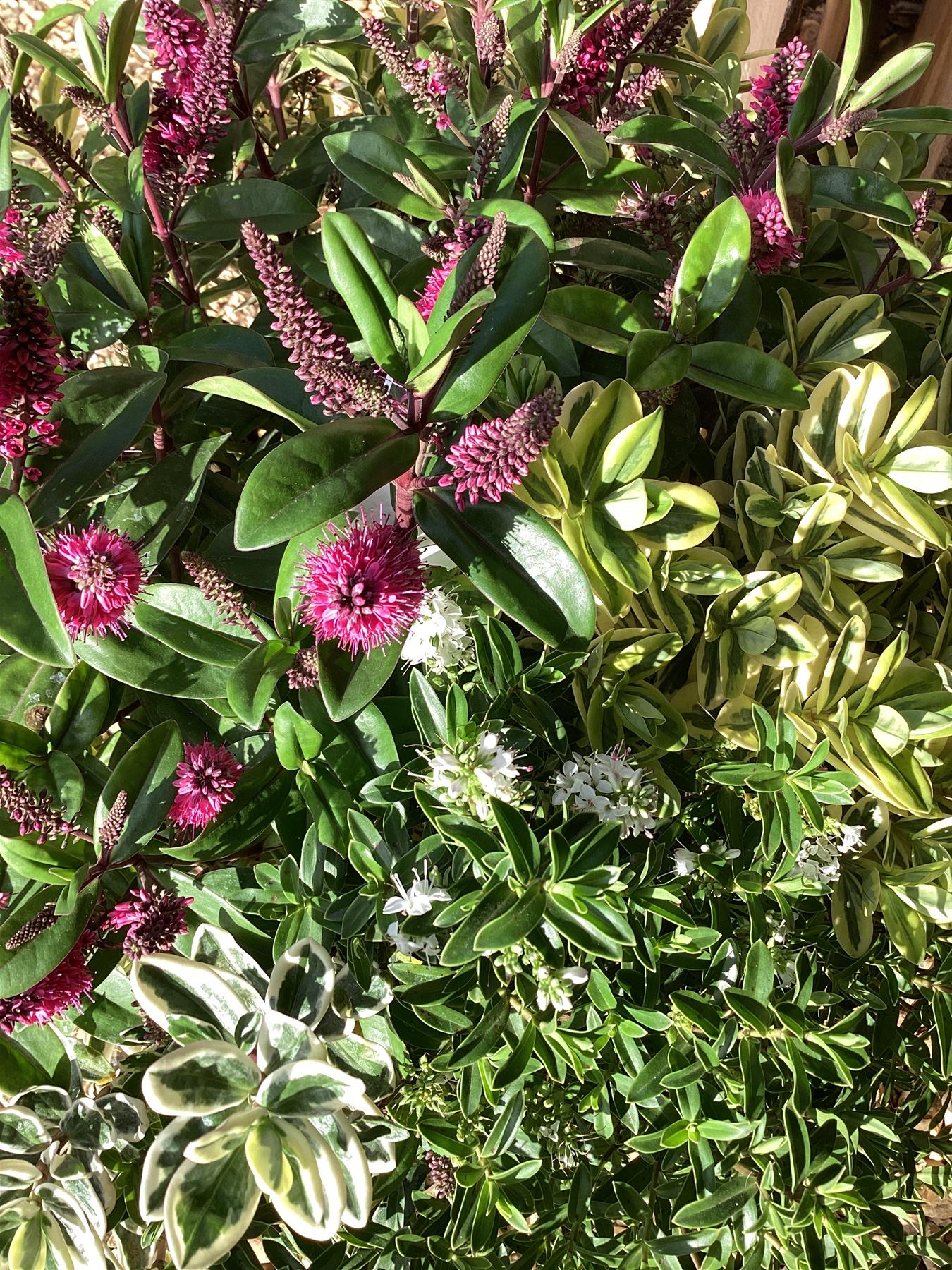 Hebe Quattro - 50-60cm, 5lt – Arundel Arboretum